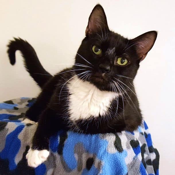 Tabby's Place – A Cage-Free, No-Kill Sanctuary