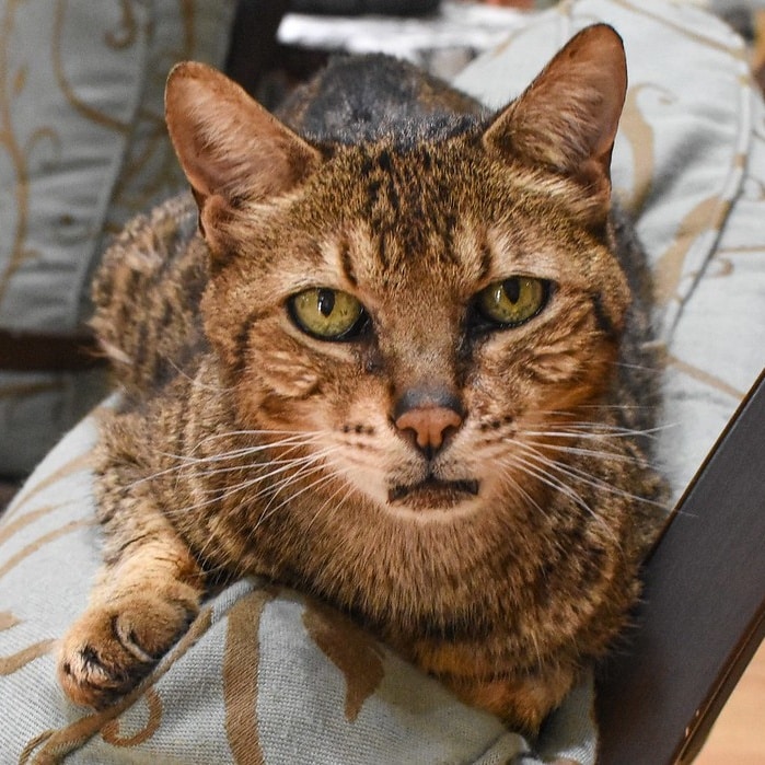 Guest post: The Physics of Friction, or Mew Mu μ – Tabby's Place