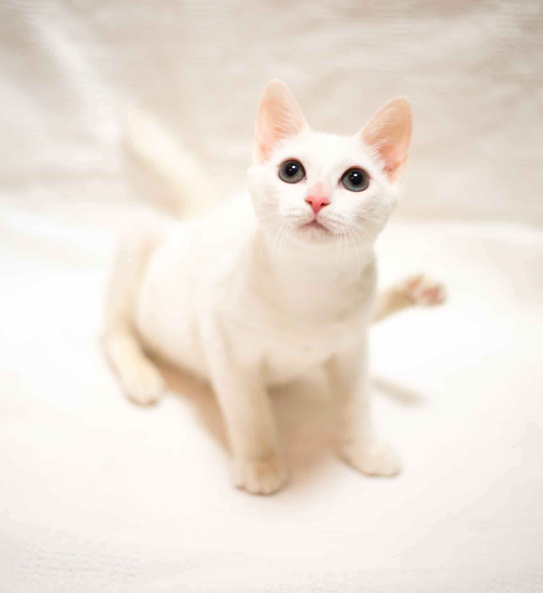 Gratuitous cat photos: Apex predator edition – Tabby's Place