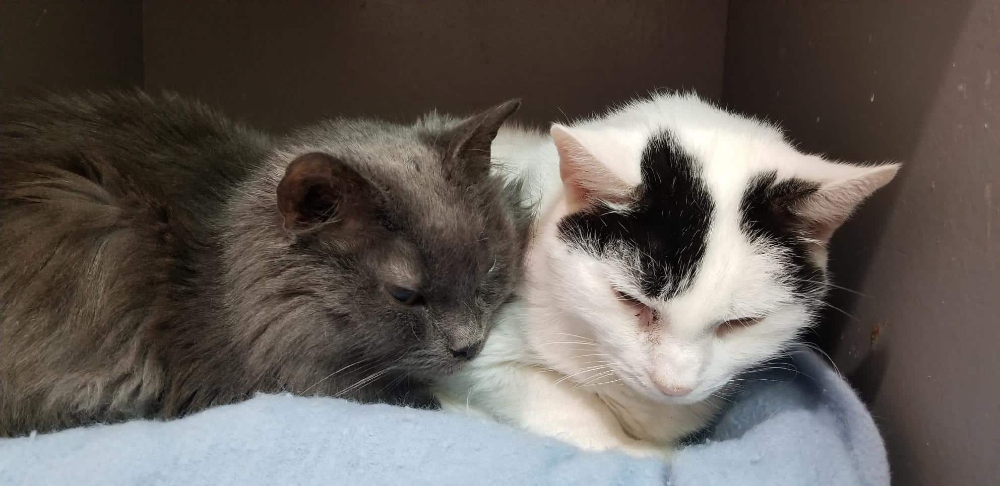 Gratuitous cat photos: Cold emergency edition – Tabby's Place