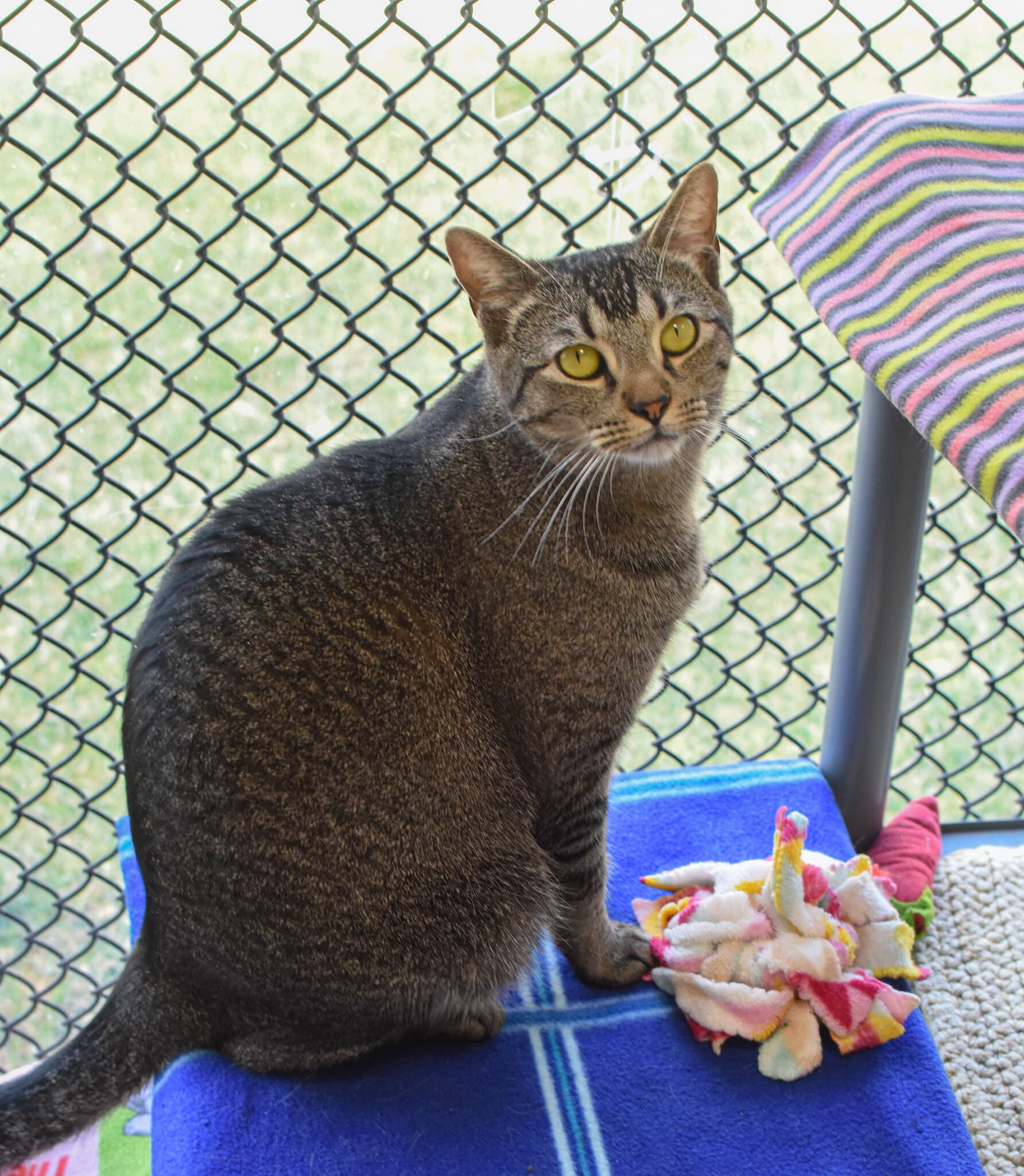 Finn – Tabby's Place