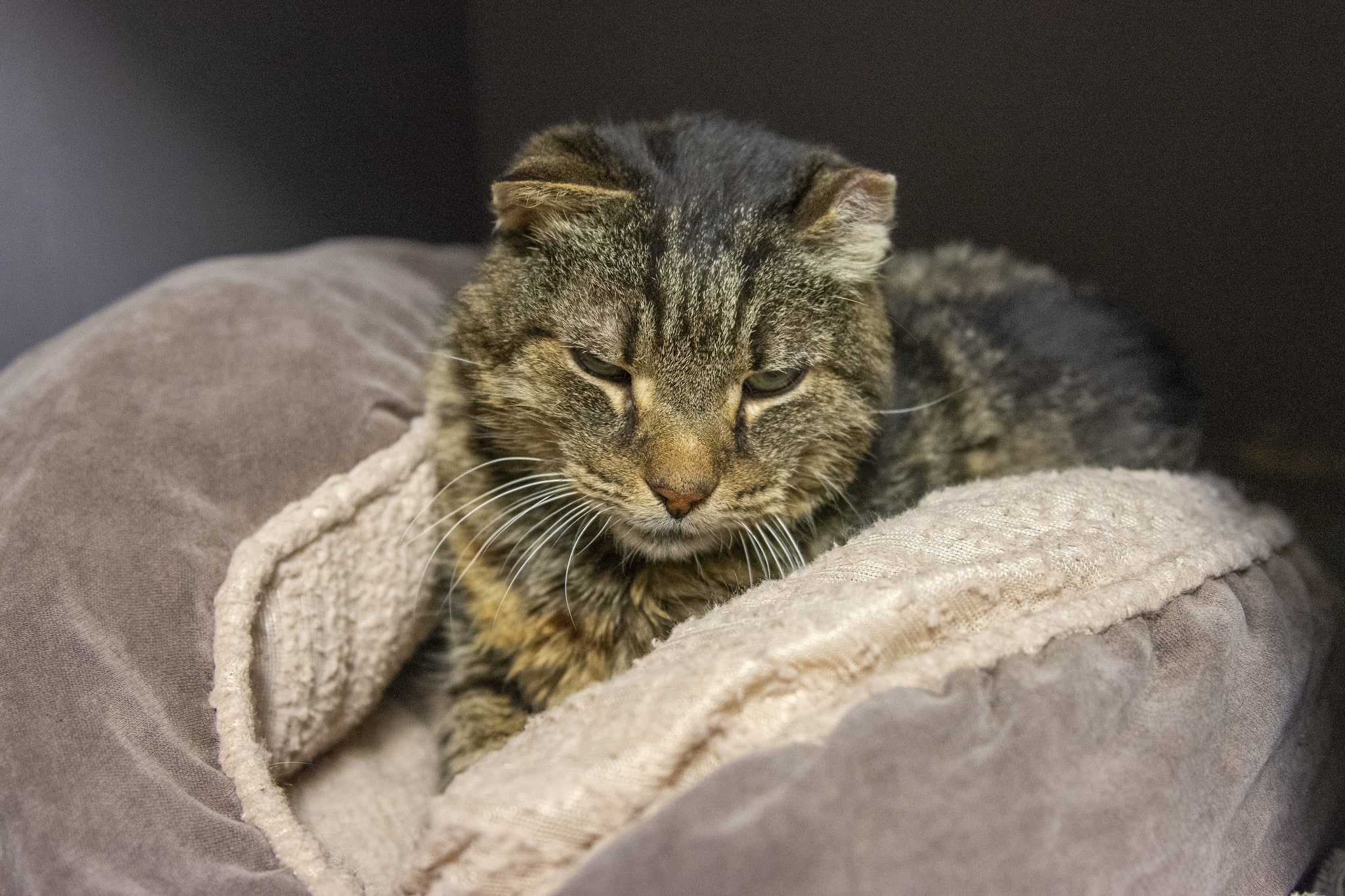 Cecil – Tabby's Place