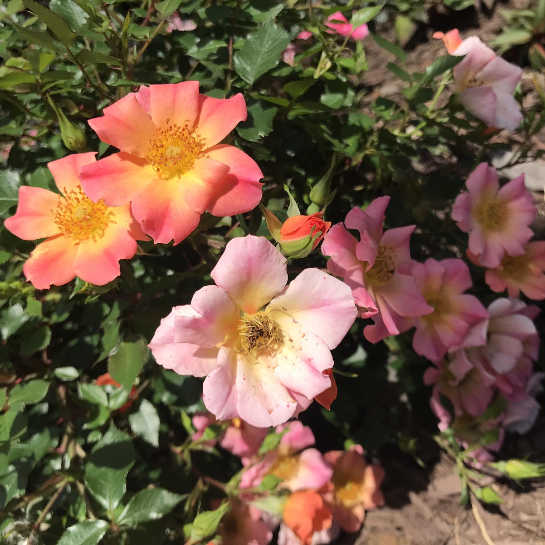 Happy chappies – Tabby's Place