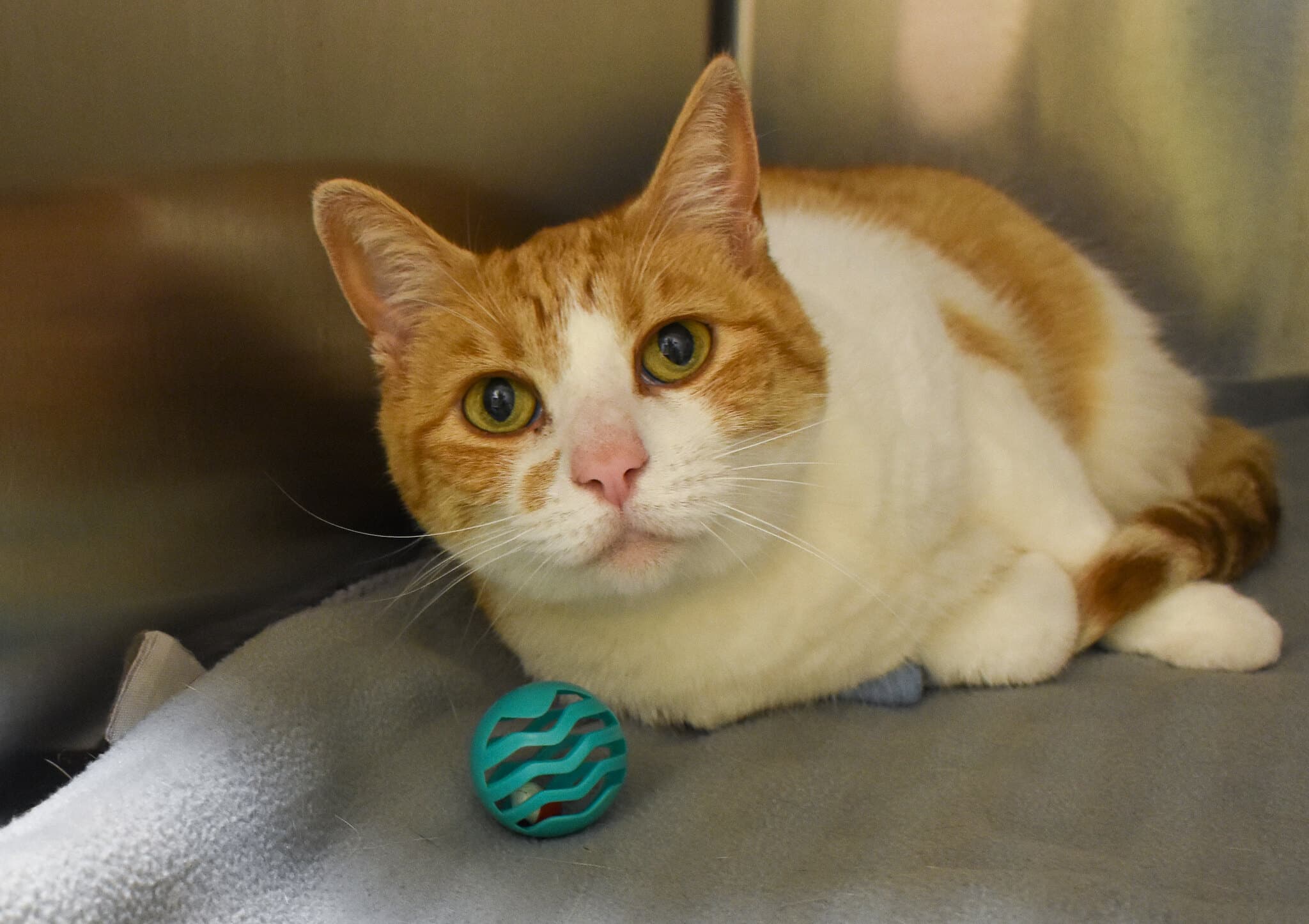 Honey – Tabby's Place