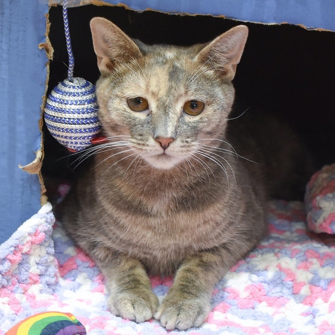 Ordinary cats – Tabby's Place