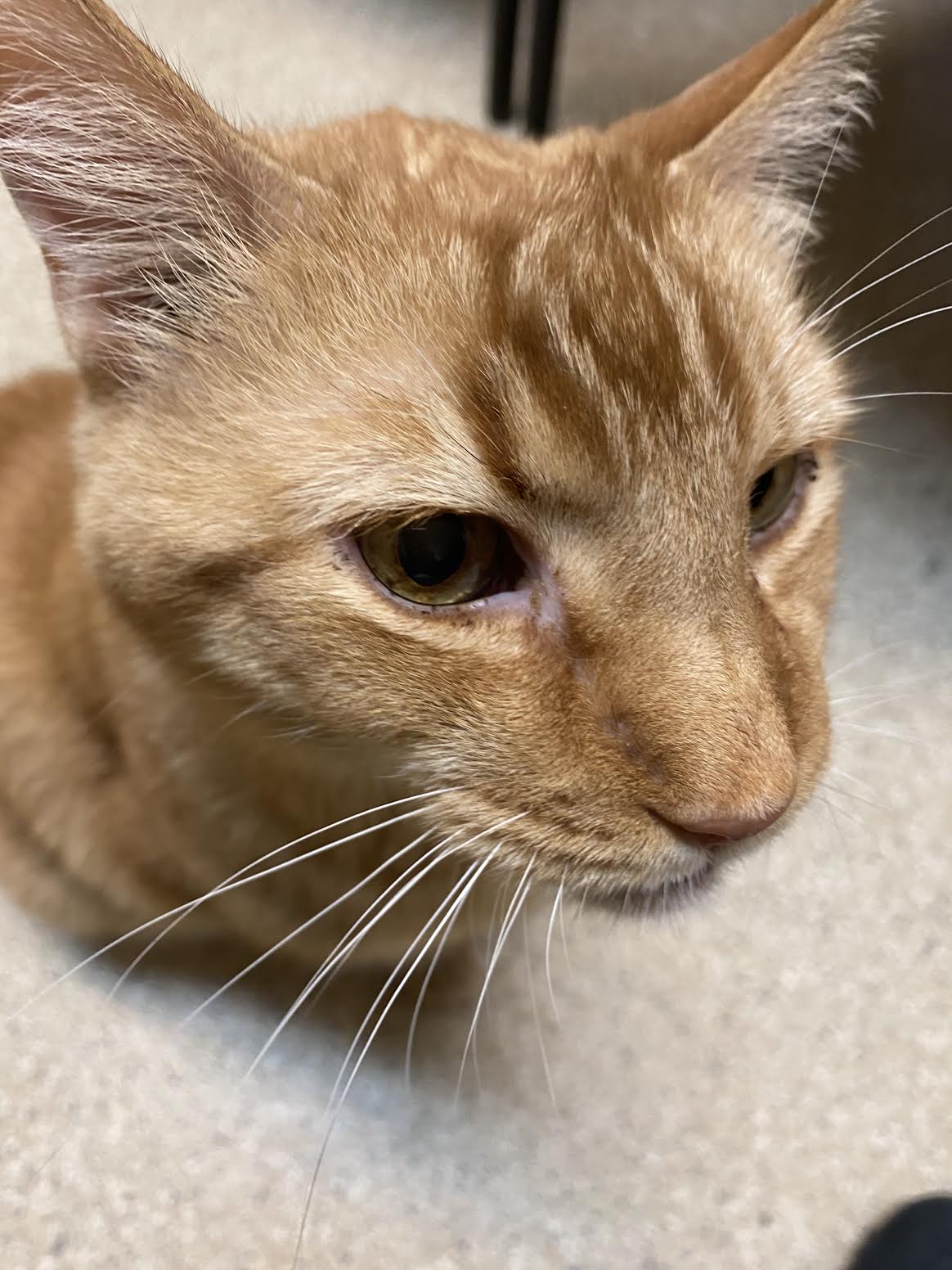 Update for Simon – Tabby's Place