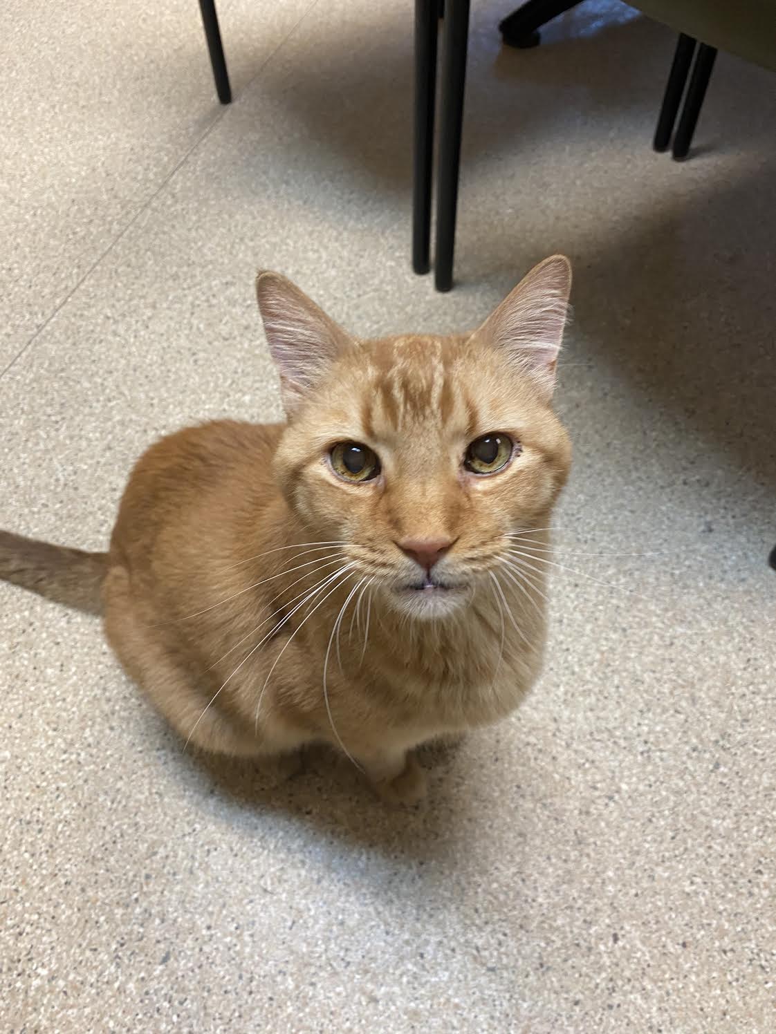 Update for Simon – Tabby's Place