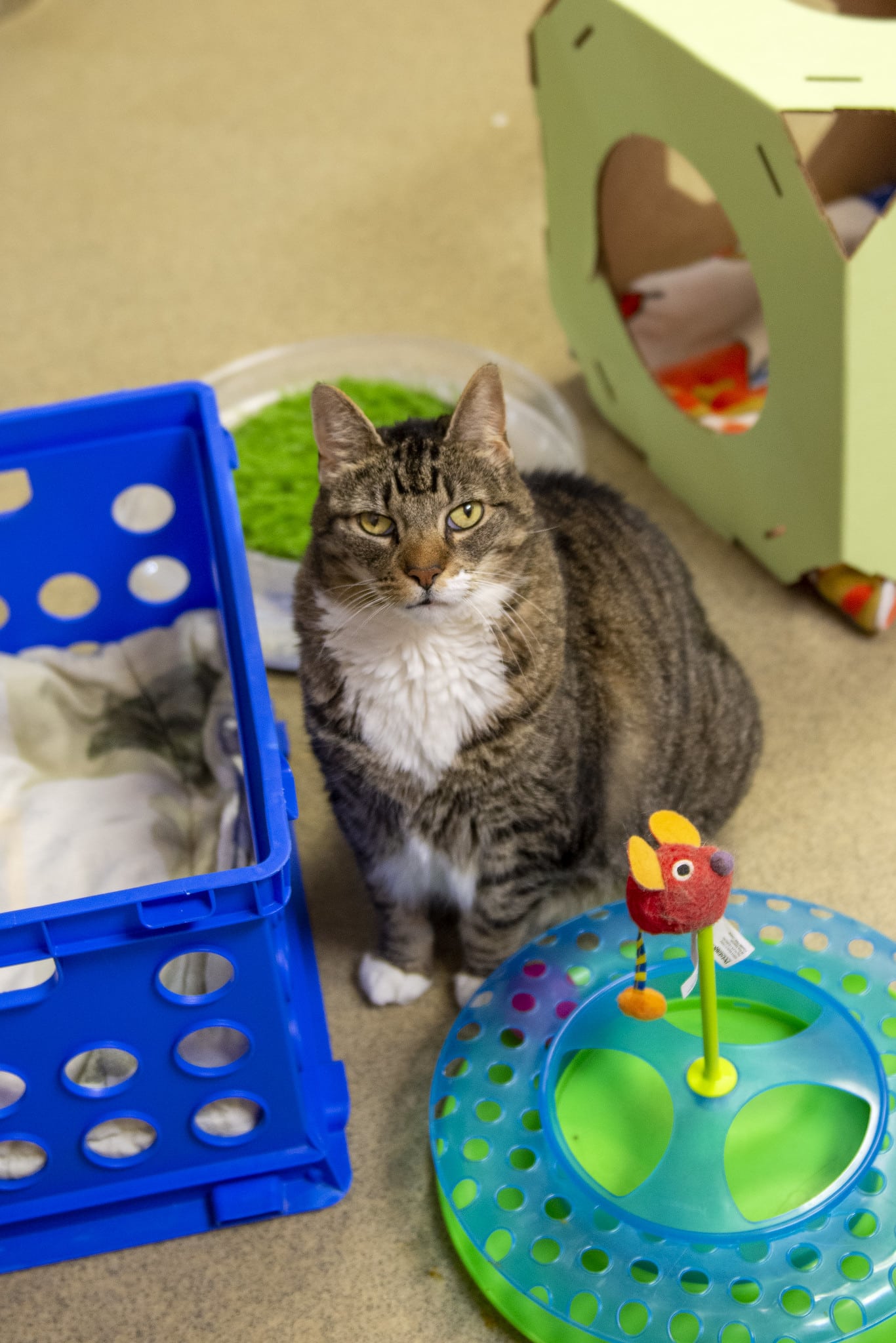 Ordinary cats – Tabby's Place