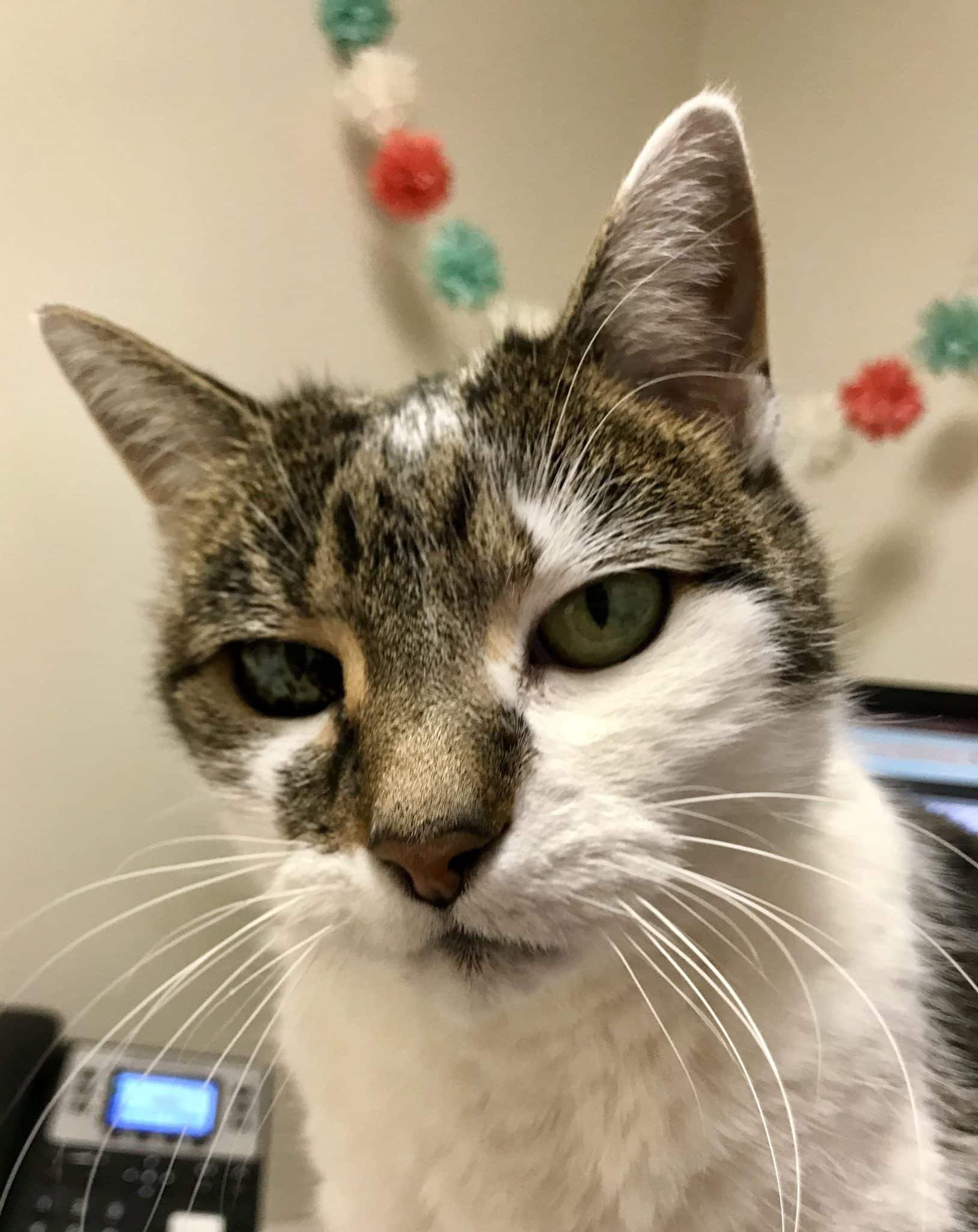 100 cats and a mouse – Tabby's Place