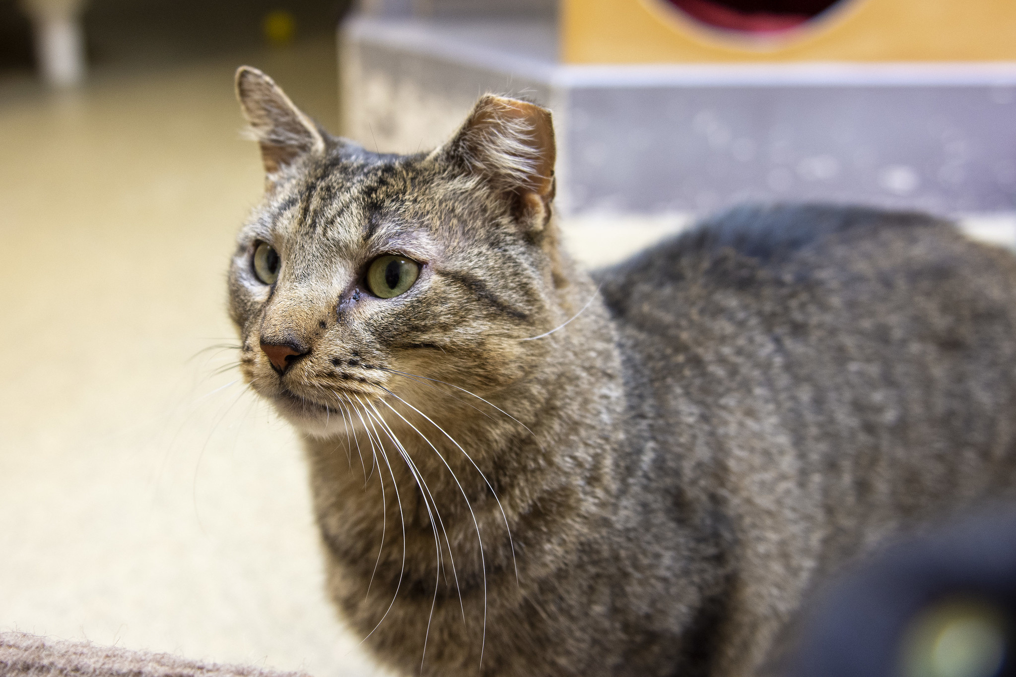 Timmy – Tabby's Place