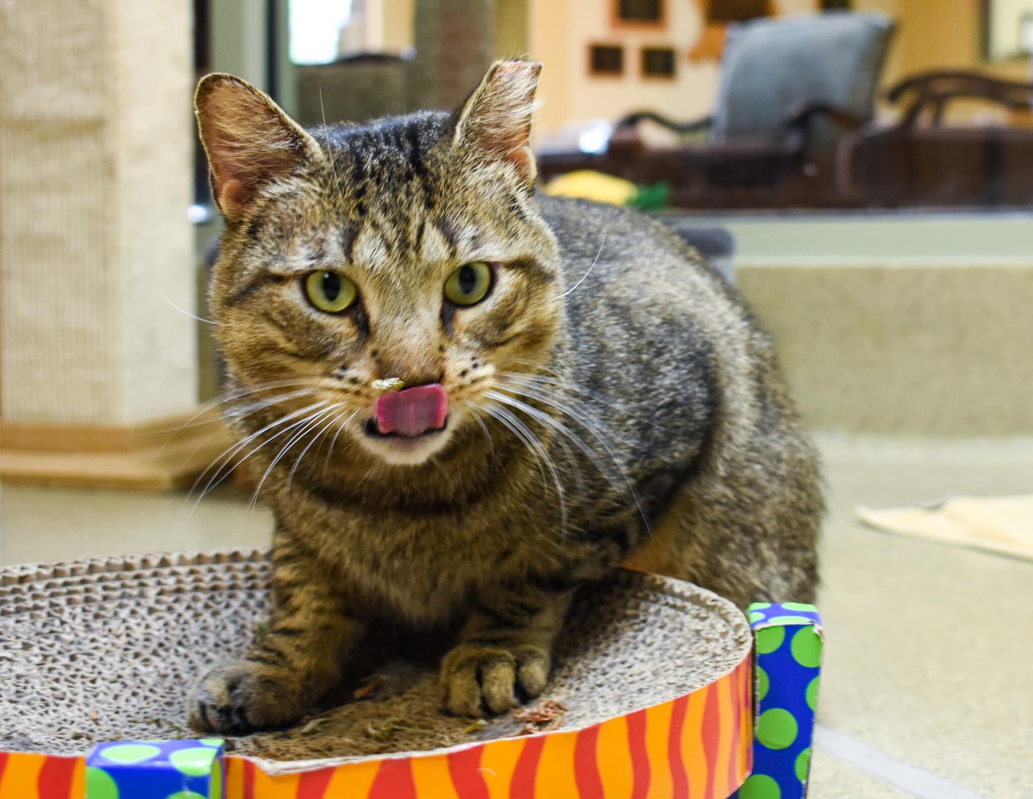 Timmy – Tabby's Place