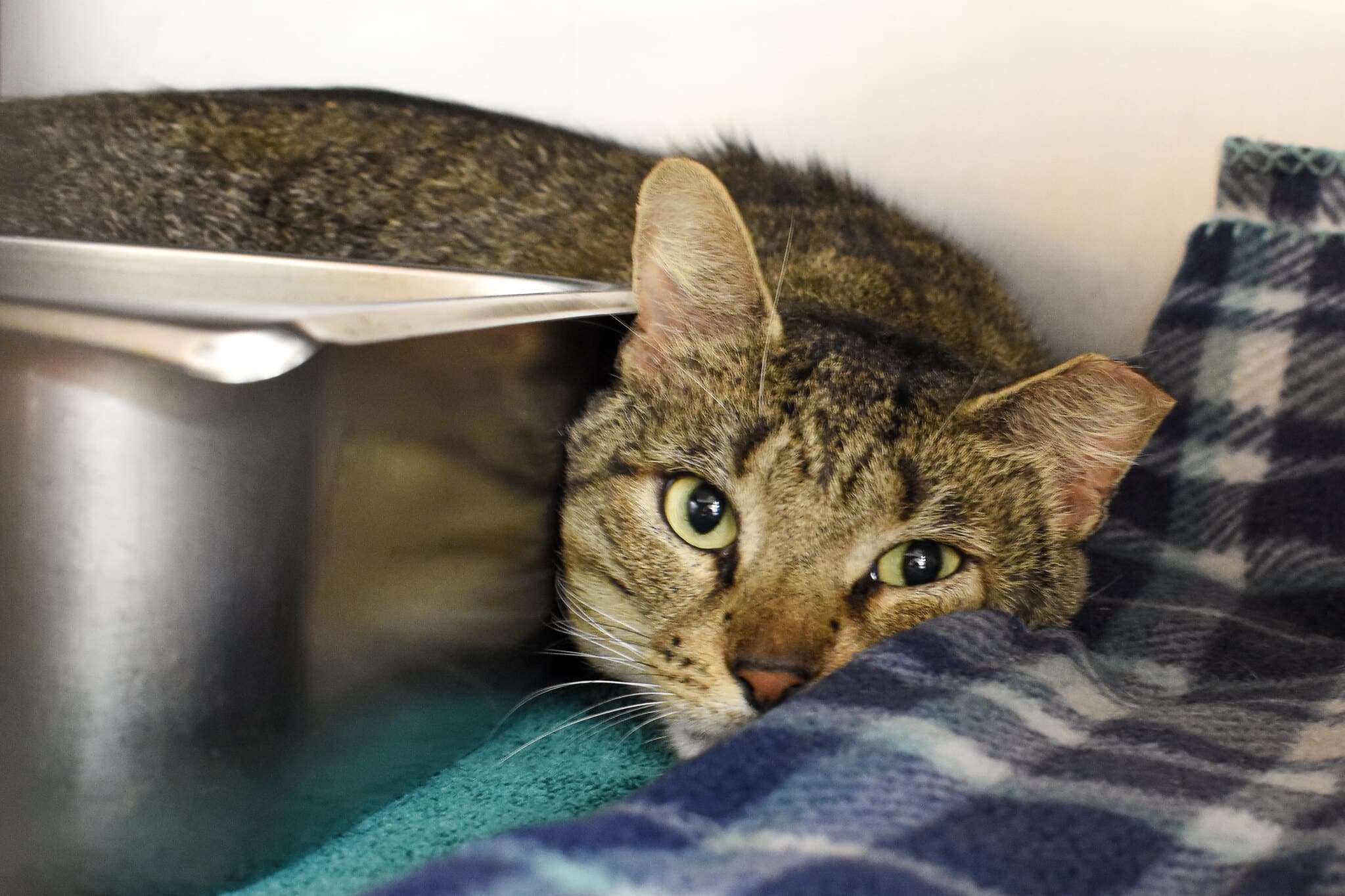 Timmy – Tabby's Place