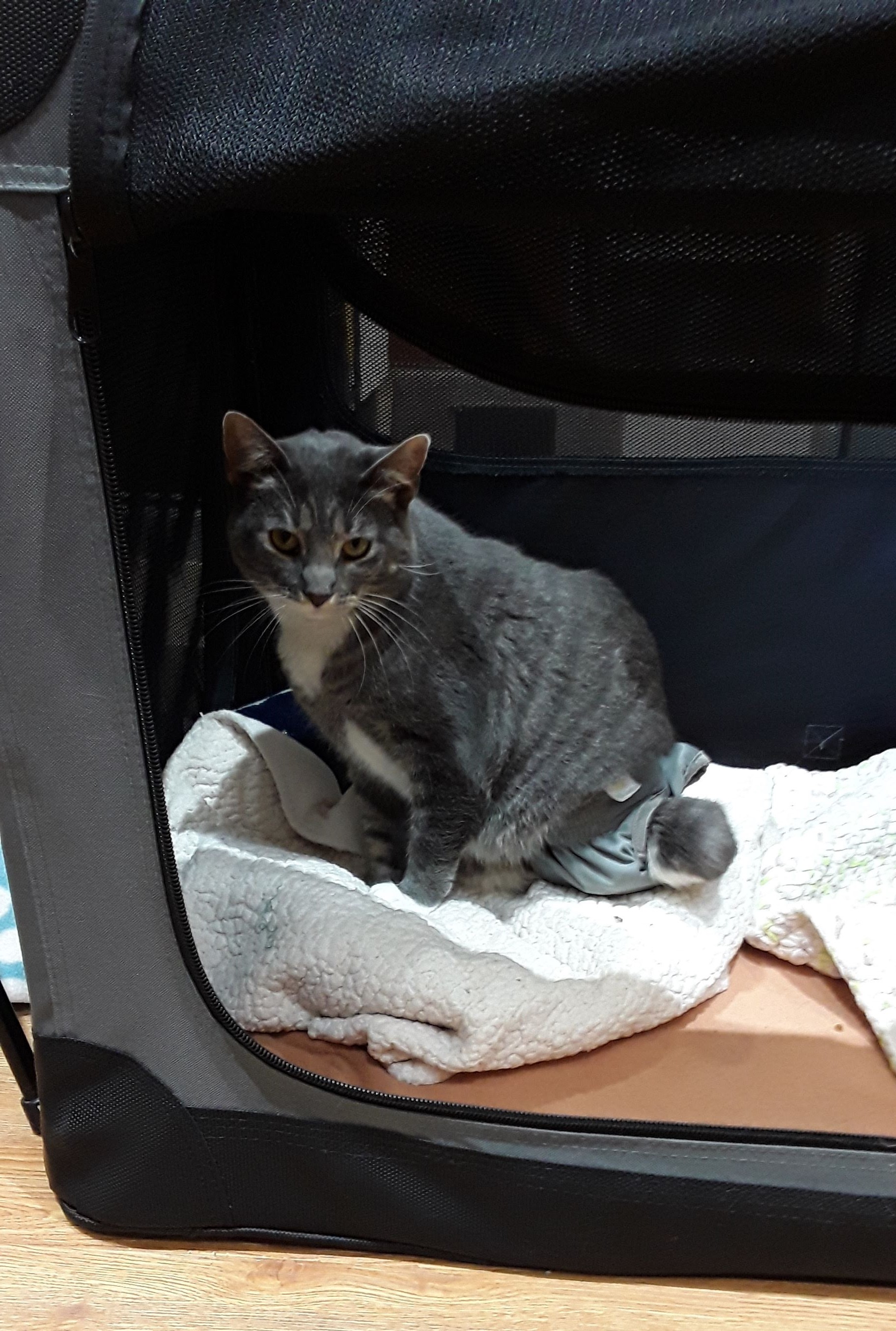 Guest post: Yoga cats – Tabby's Place