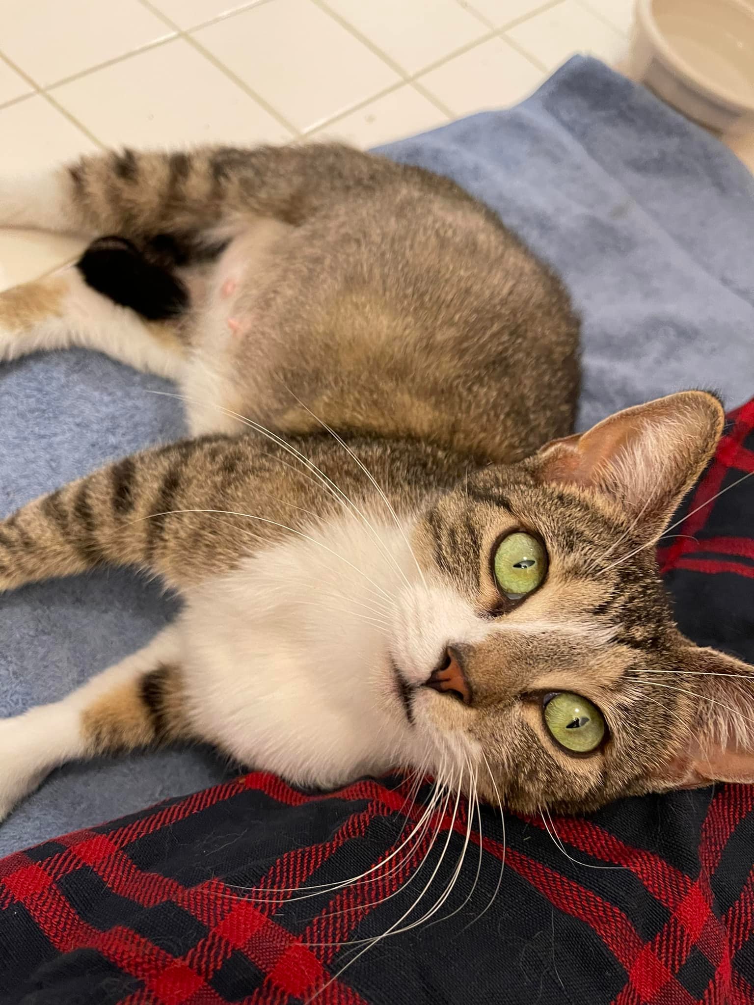 Update for the TNR Fund – Tabby's Place