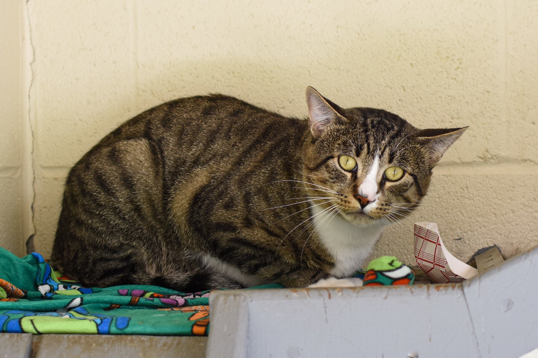 The muster zone – Tabby's Place