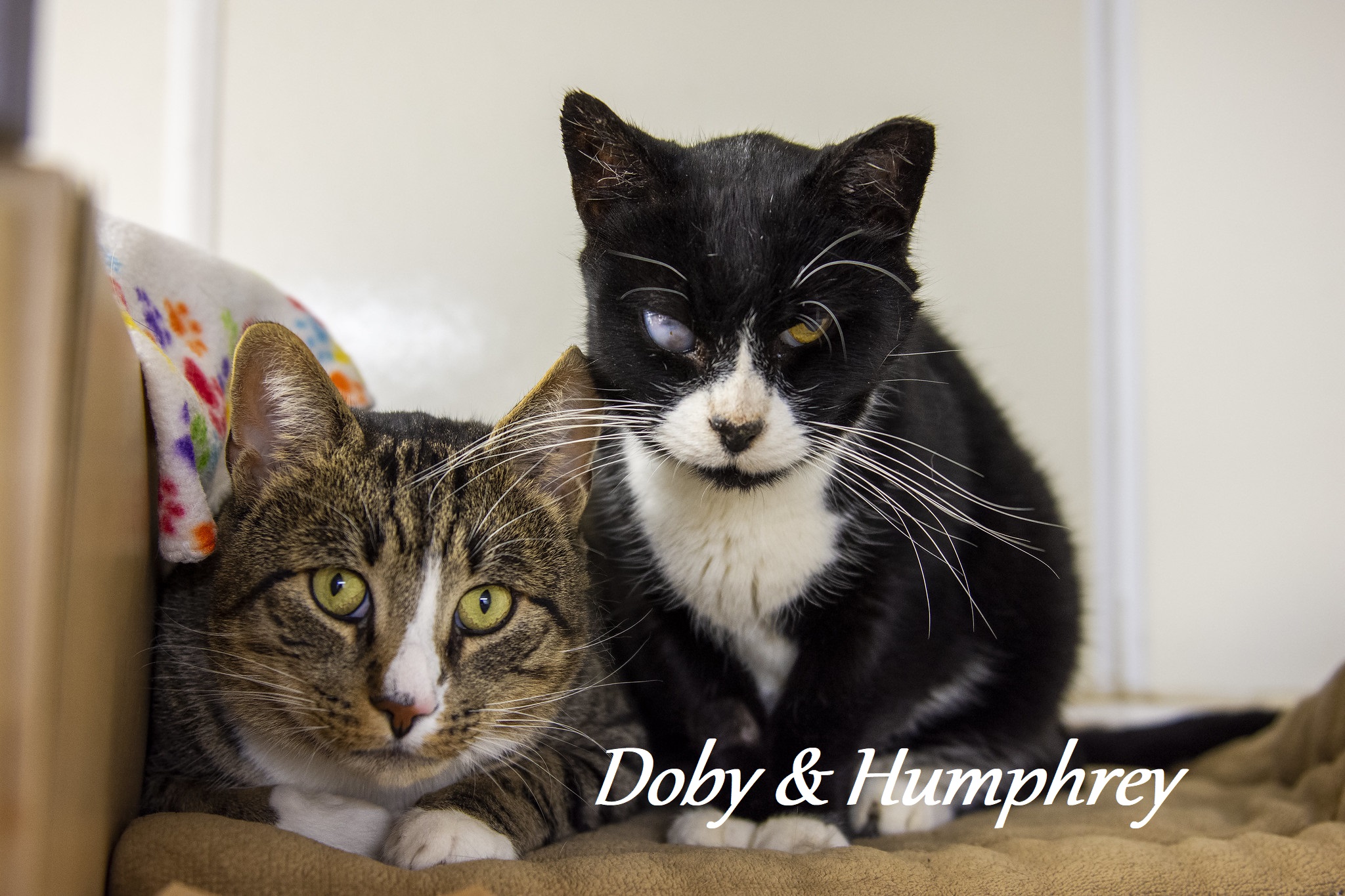 Doby – Tabby's Place