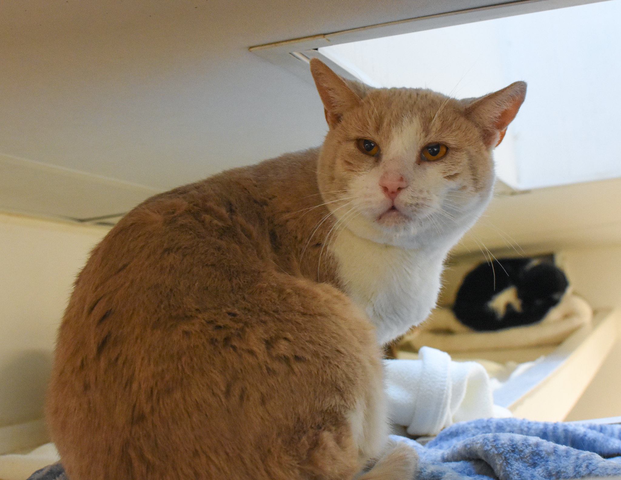 Mullet – Tabby's Place