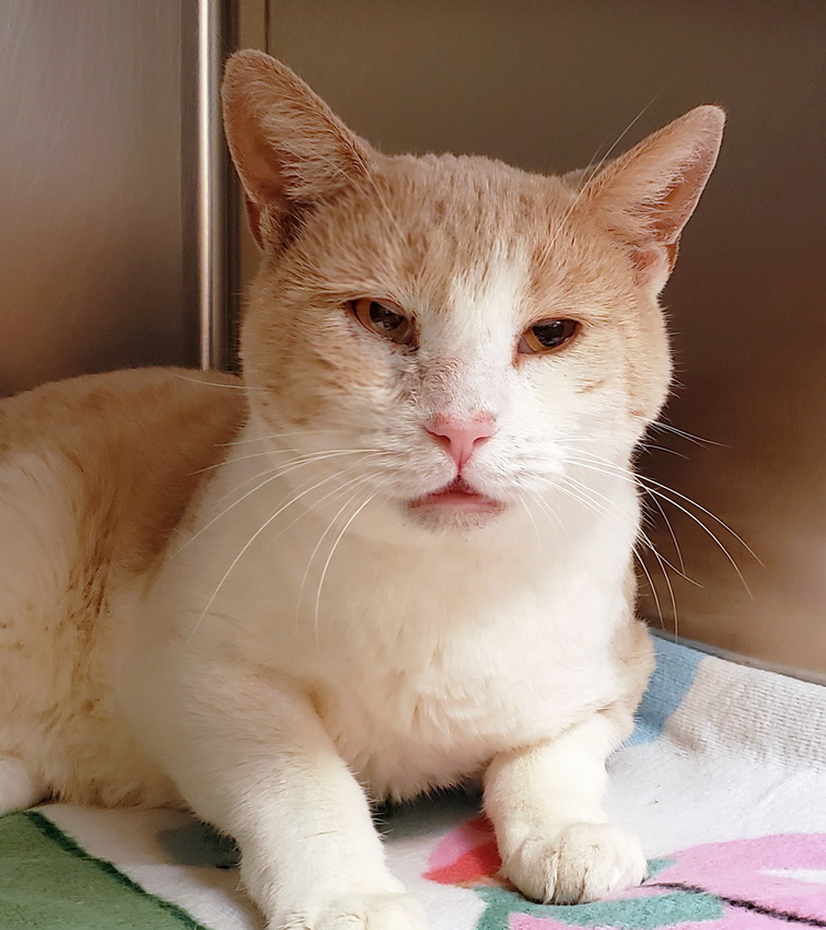 Mullet – Tabby's Place