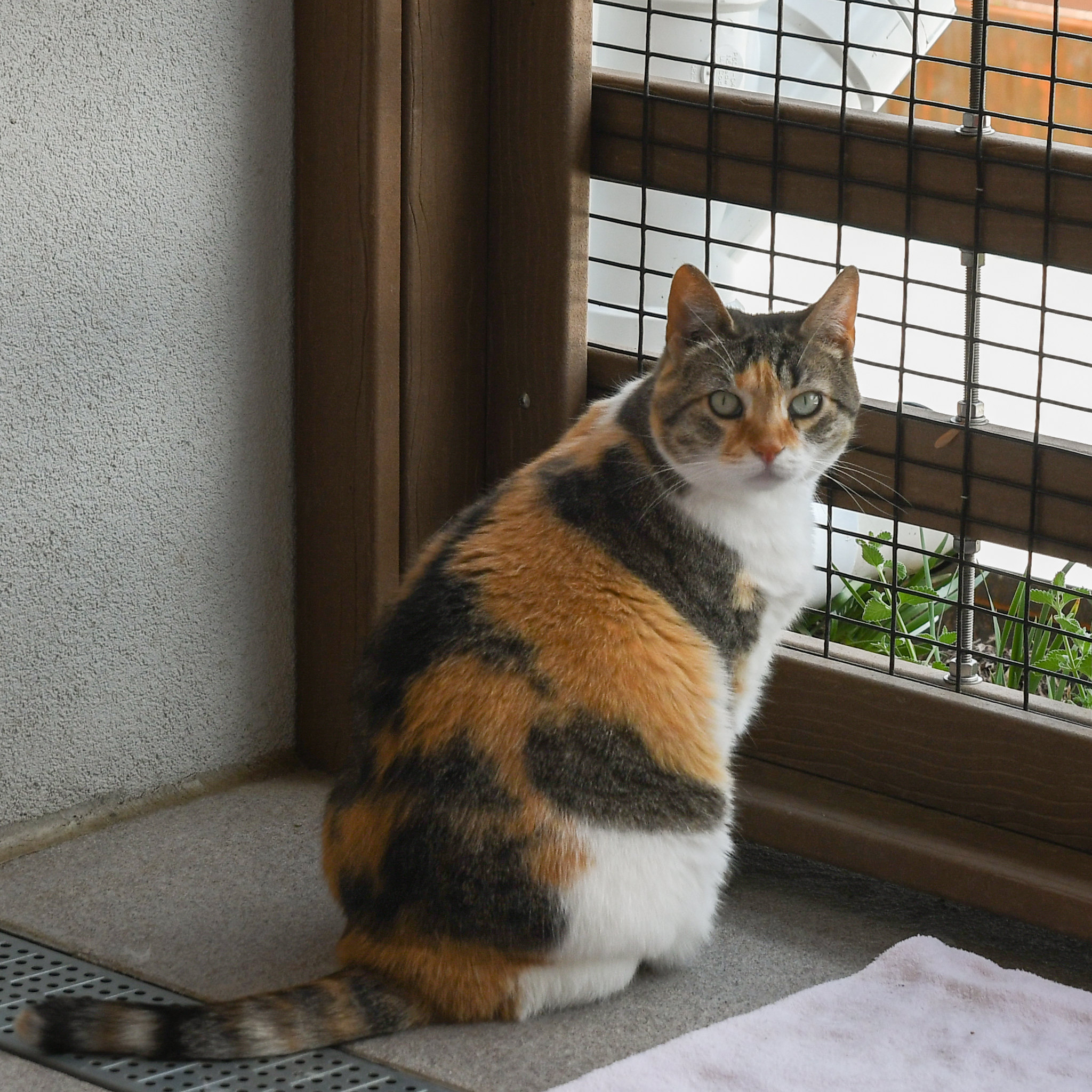 Cassie – Tabby's Place