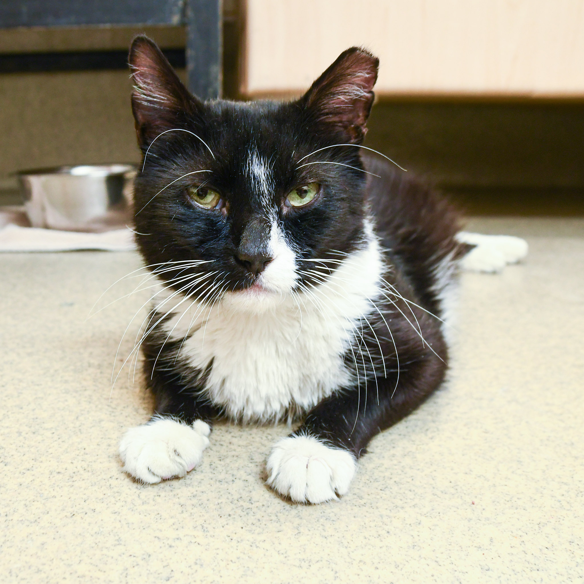 Taylor Ham – Tabby's Place