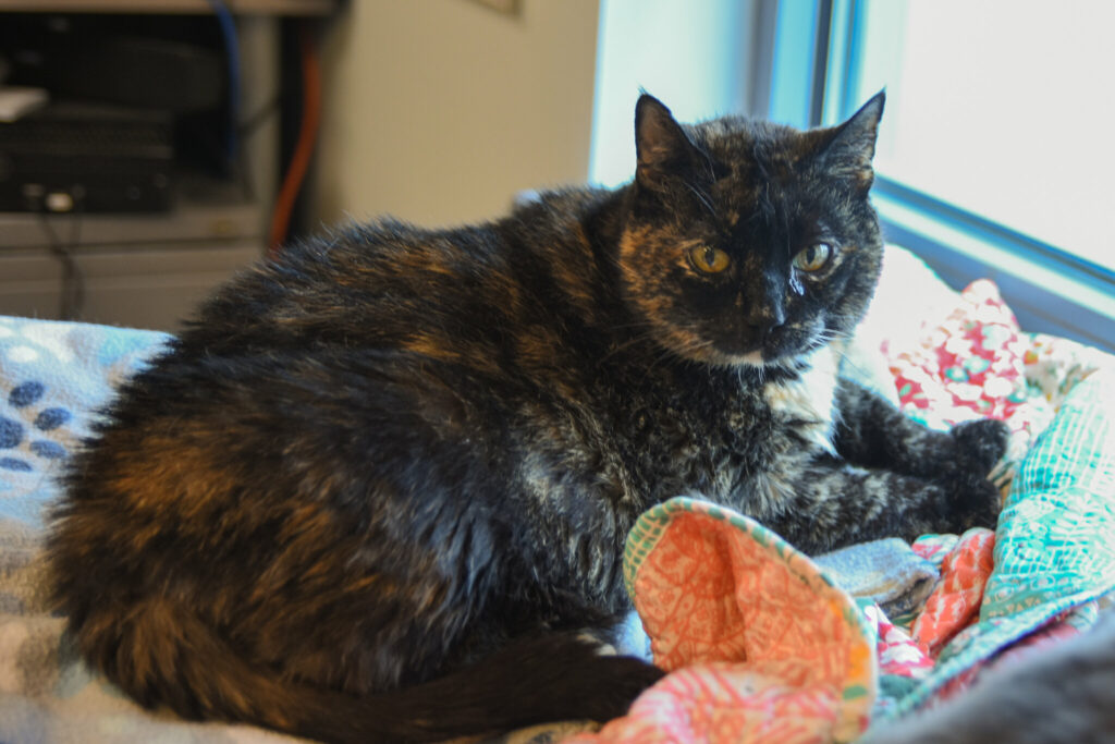 Forever loved: The Contessa, Consetta, Part II – Tabby's Place