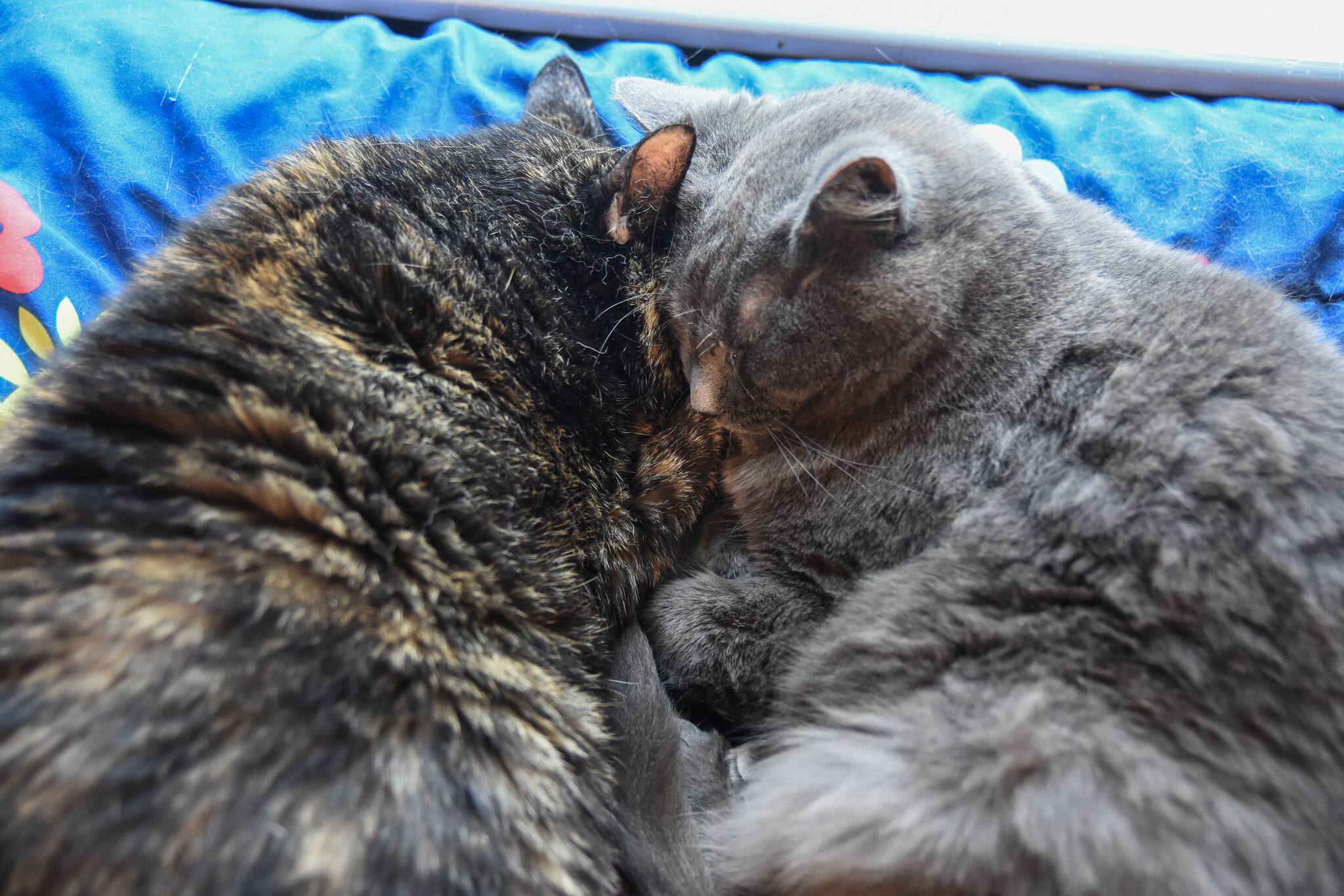 Forever loved: The Contessa, Consetta, Part II – Tabby's Place