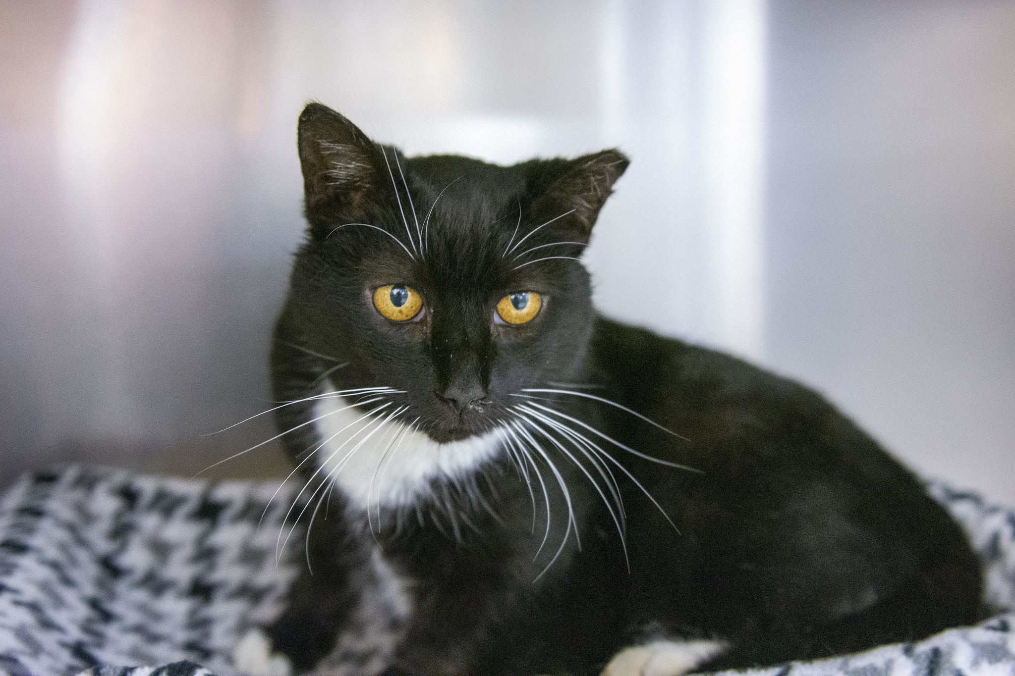 Muffin – Tabby's Place