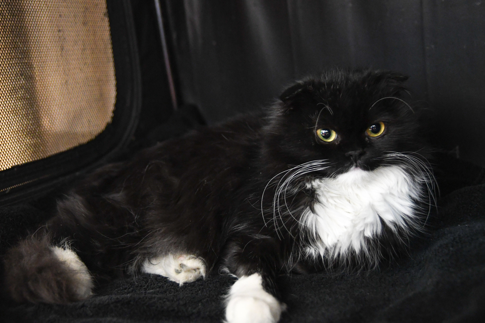 Summon the elements – Tabby's Place