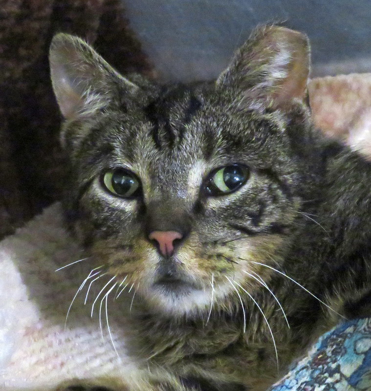 Update for the TNR Fund – Tabby's Place