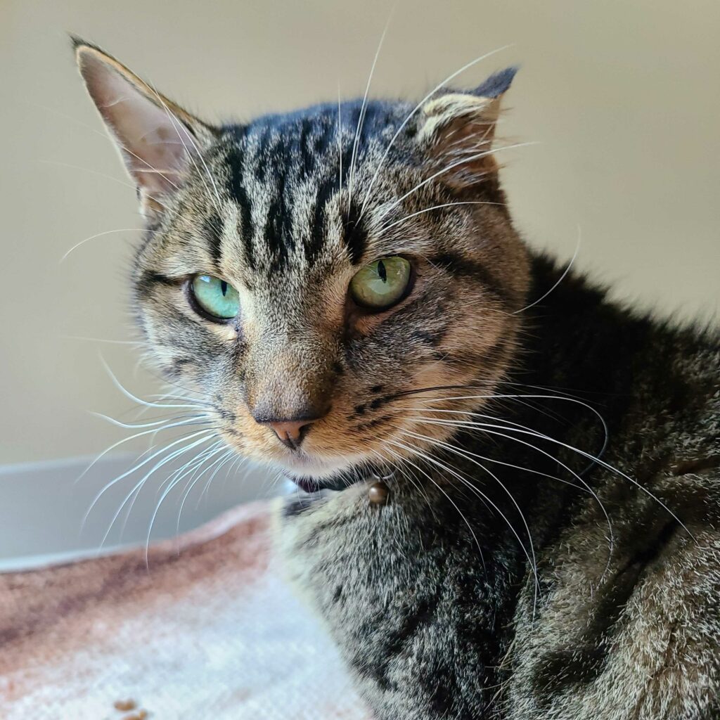 Forever loved: Crinkle Bob – Tabby's Place