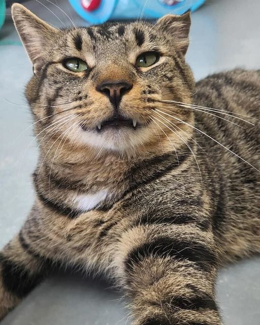 Forever loved: Crinkle Bob – Tabby's Place