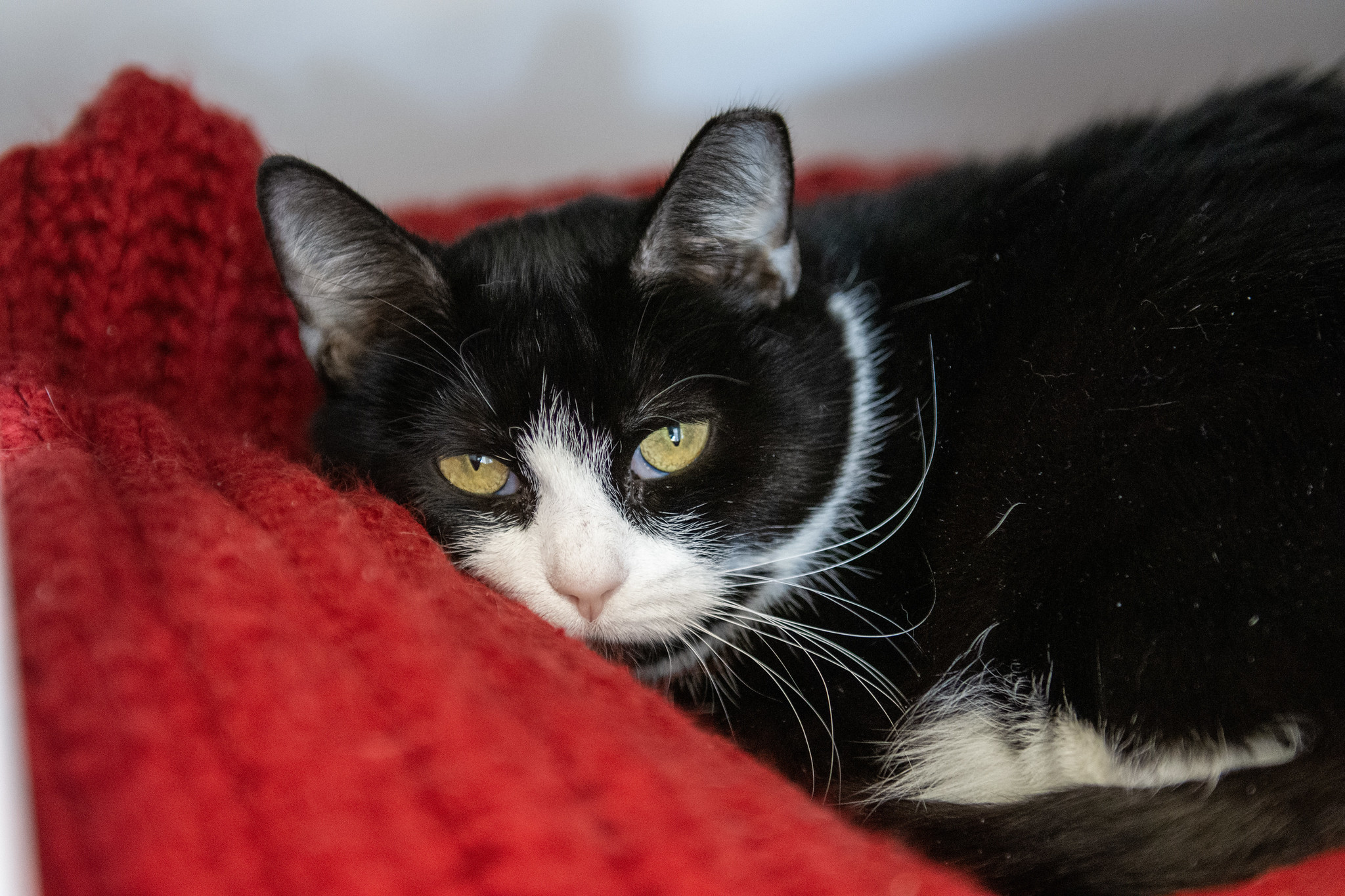 Hoopla Green – Tabby's Place