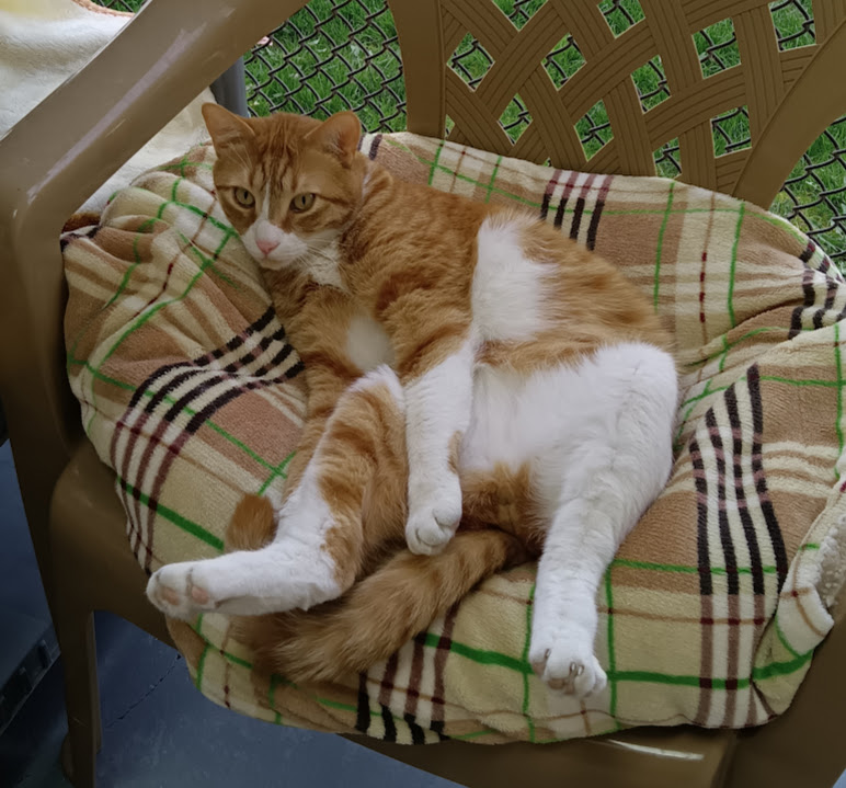 Kitty LeFey’s Cosmos: Nemo Found! – Tabby's Place