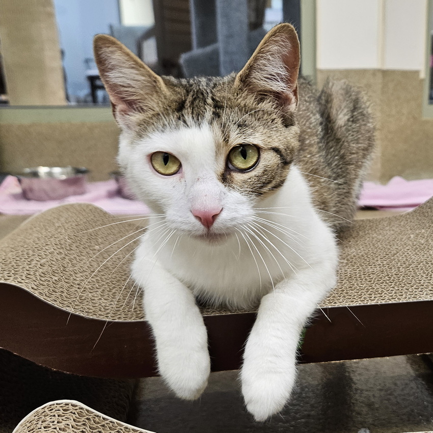 Patches – Tabby's Place