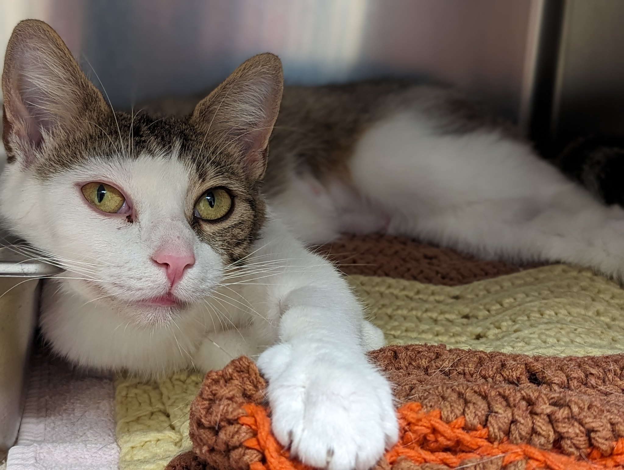 Patches – Tabby's Place