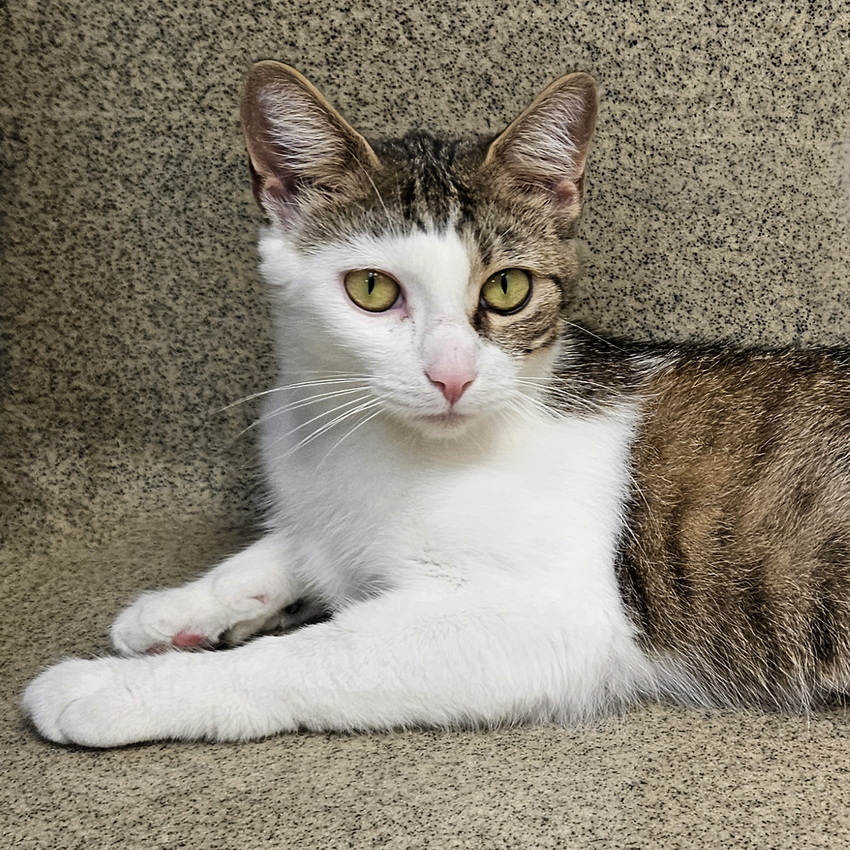 Patches – Tabby's Place