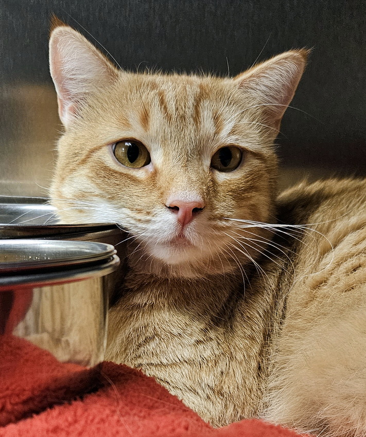 Nala – Tabby's Place