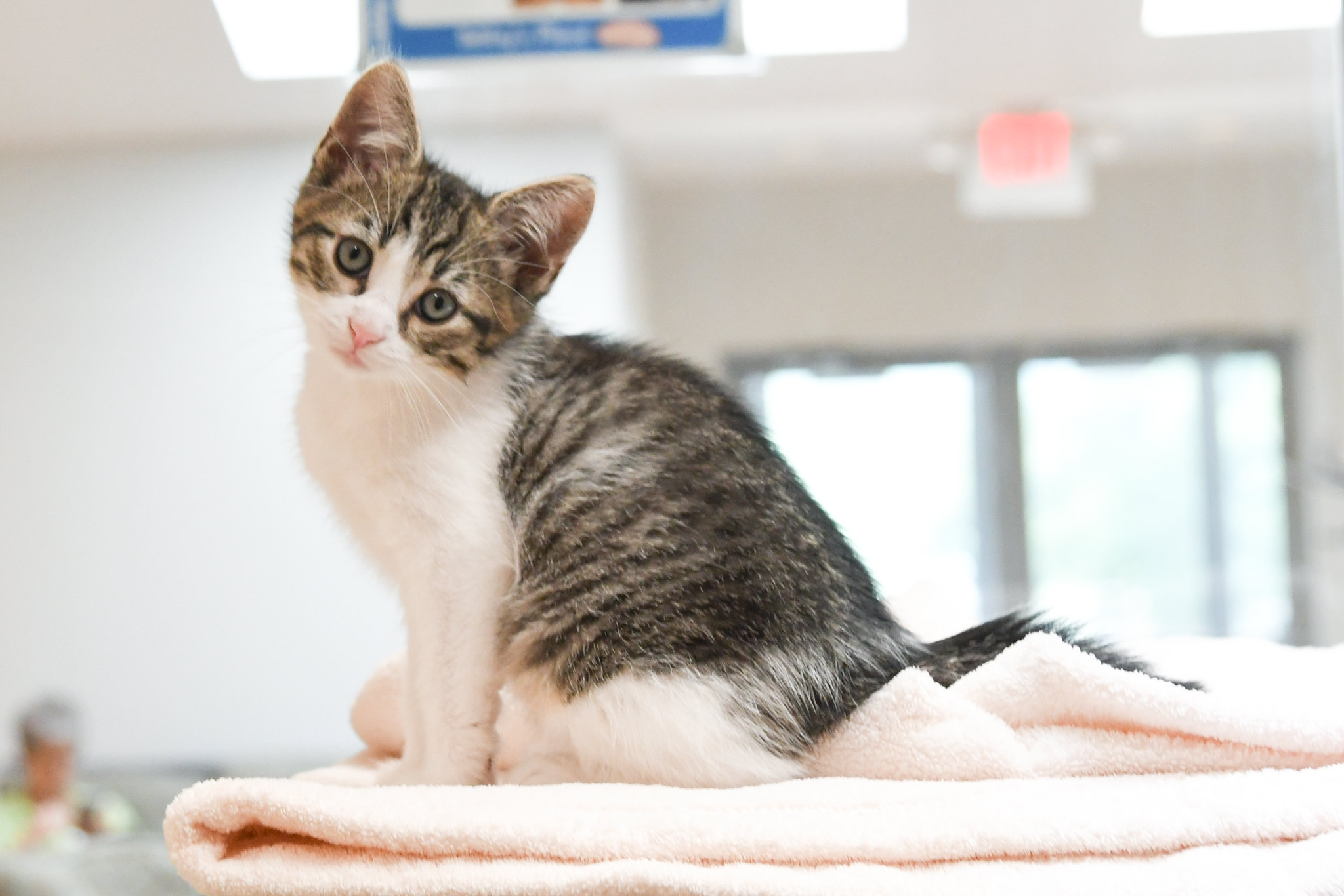 Berry – Tabby's Place