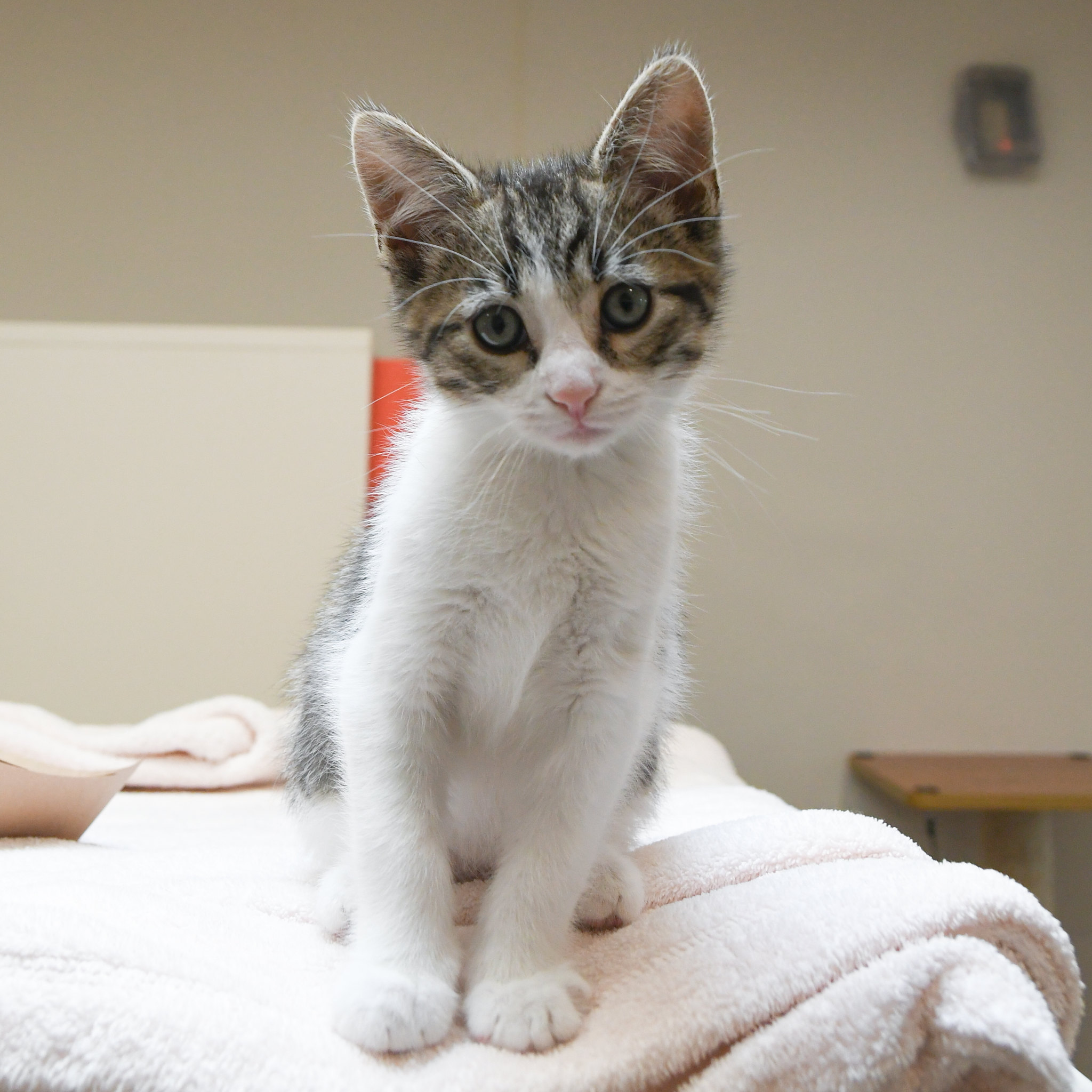 Berry – Tabby's Place