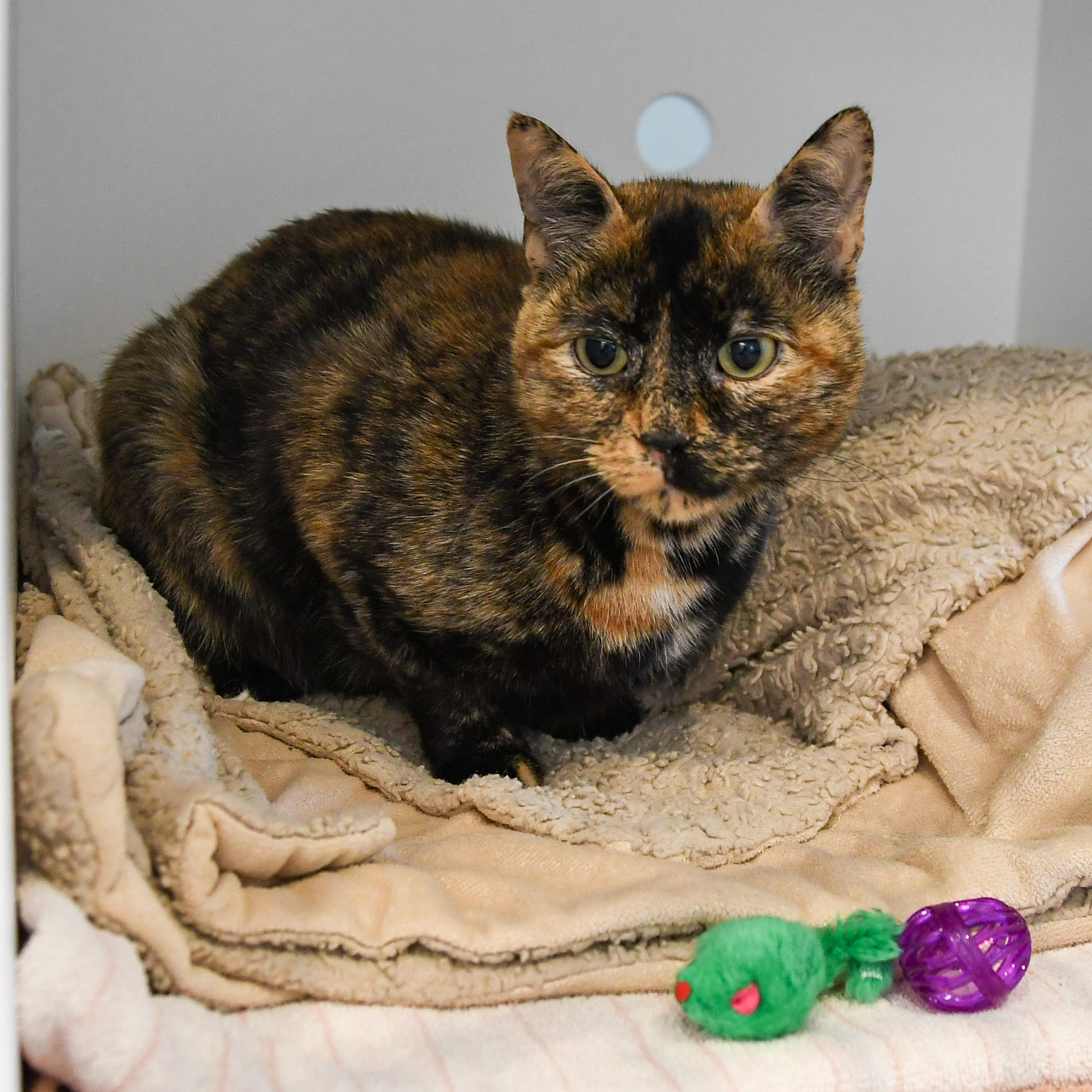 Sammy – Tabby's Place