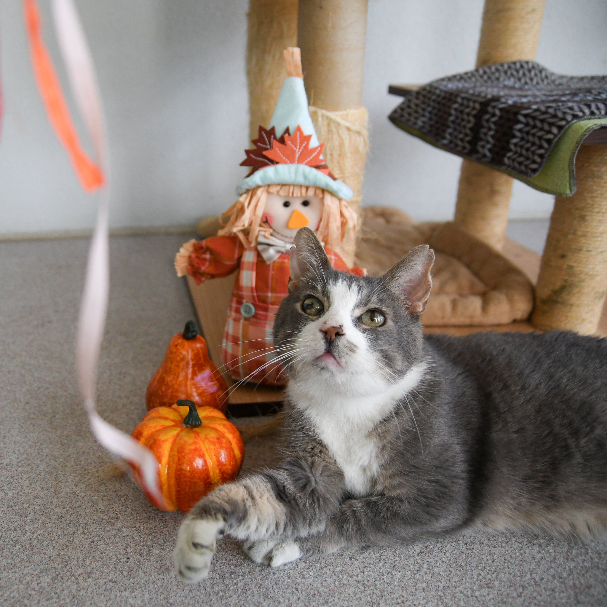 Trifecta – Tabby's Place