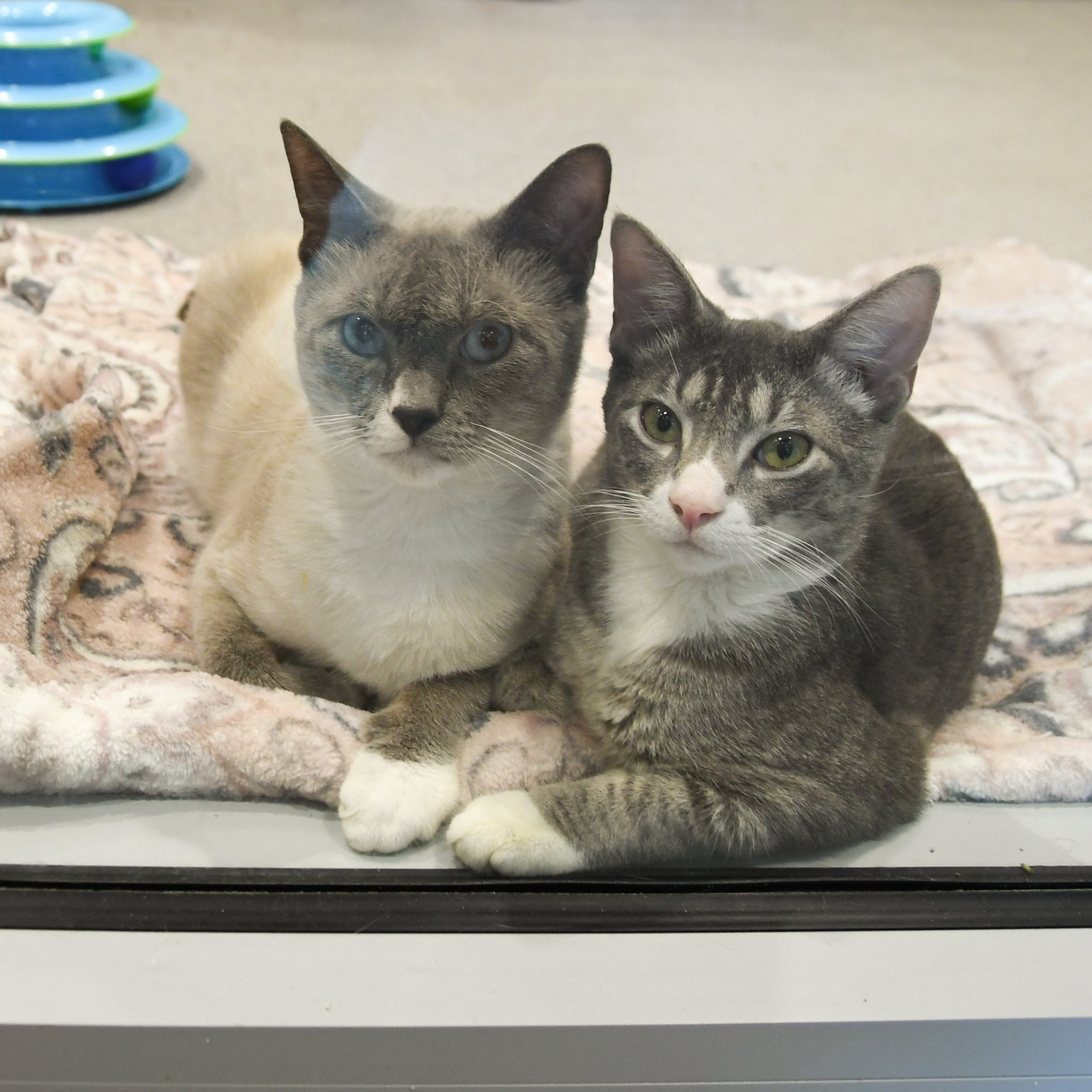 Alfa – Tabby's Place