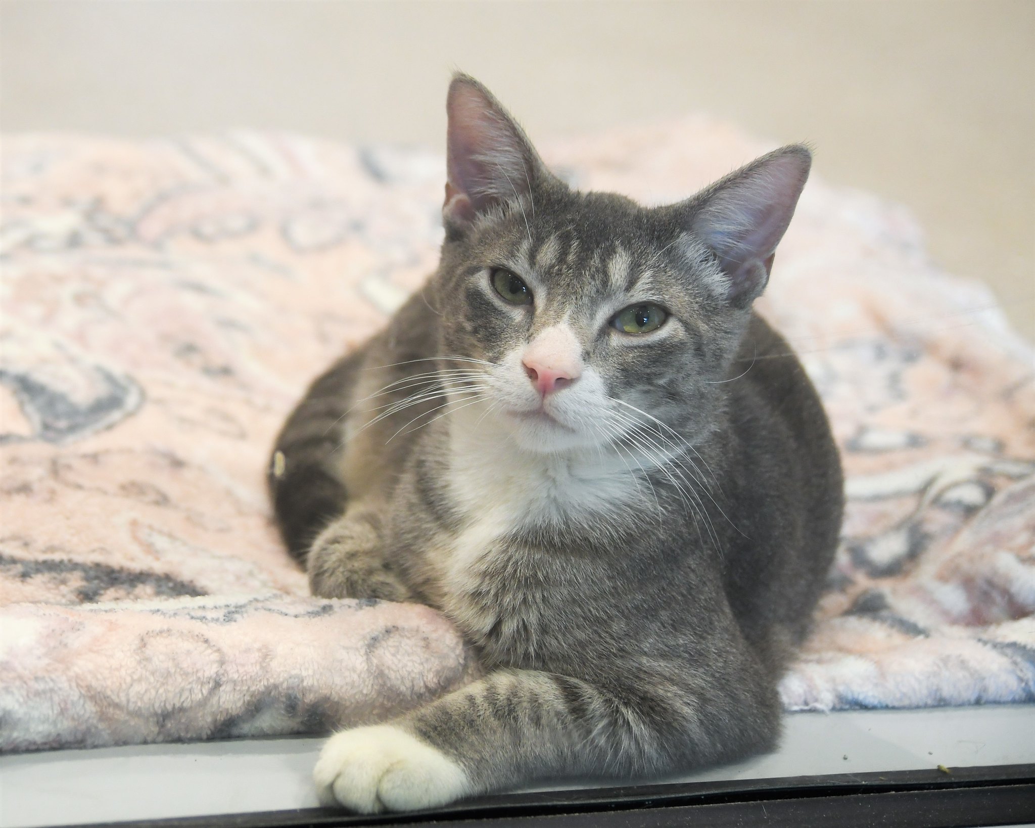 Bravo – Tabby's Place