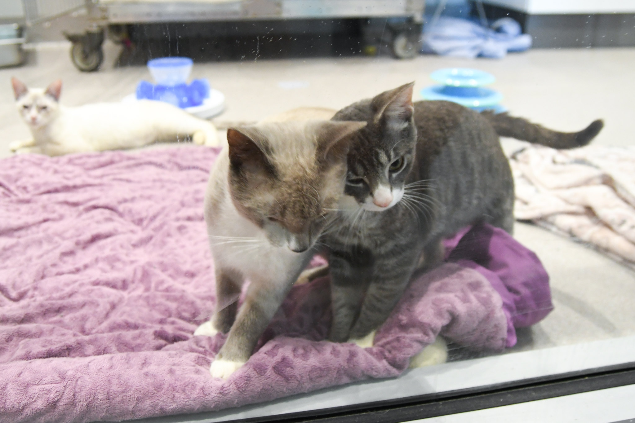 Bravo – Tabby's Place