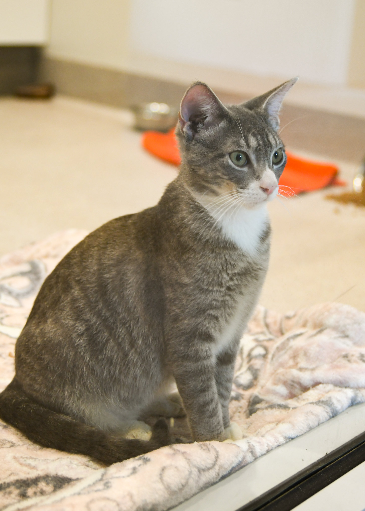 Bravo – Tabby's Place