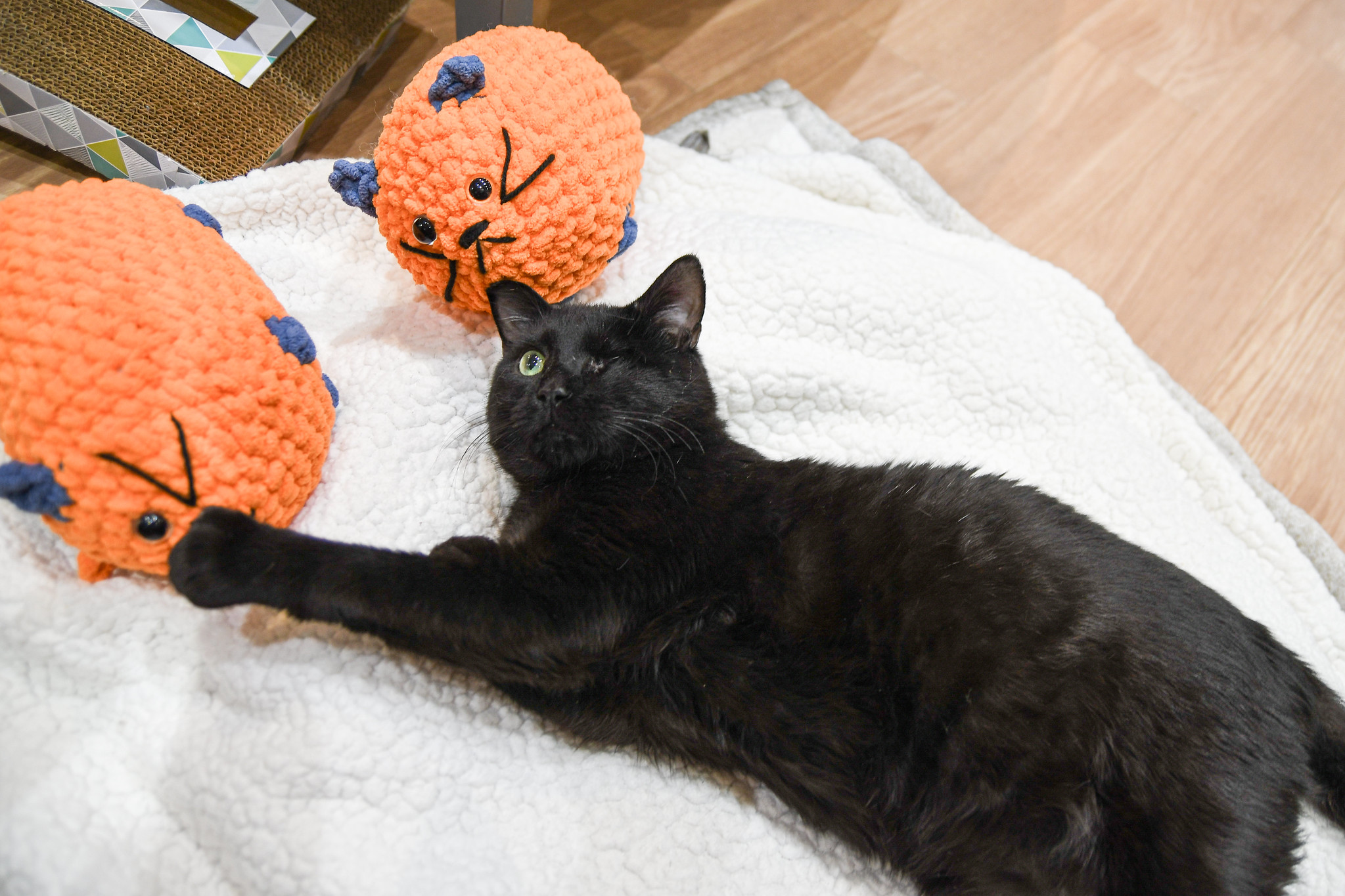 Farva – Tabby's Place