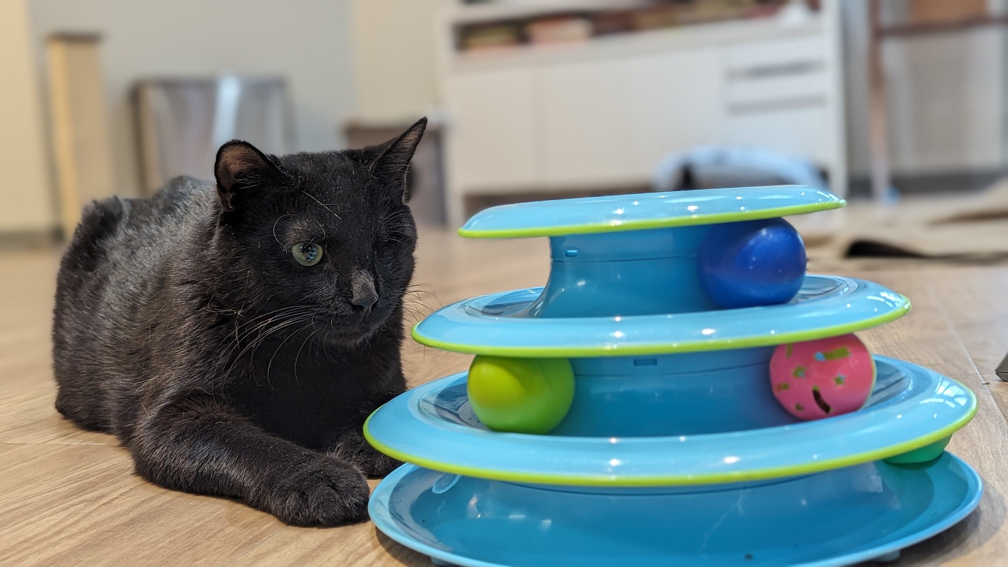 Farva – Tabby's Place