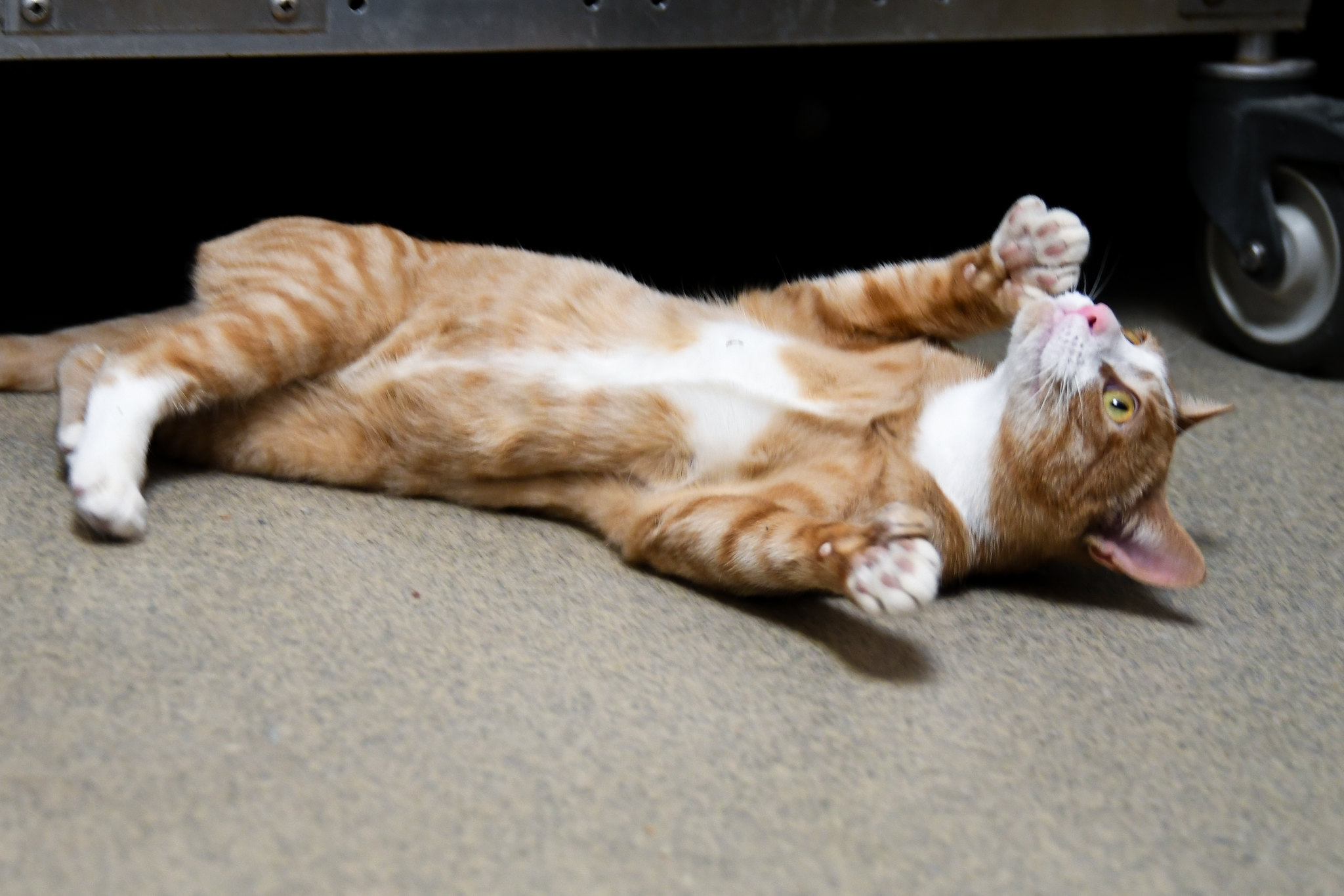 Elsa – Tabby's Place