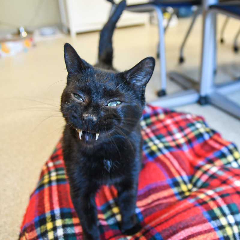 Forever Loved: Fenek – Tabby's Place