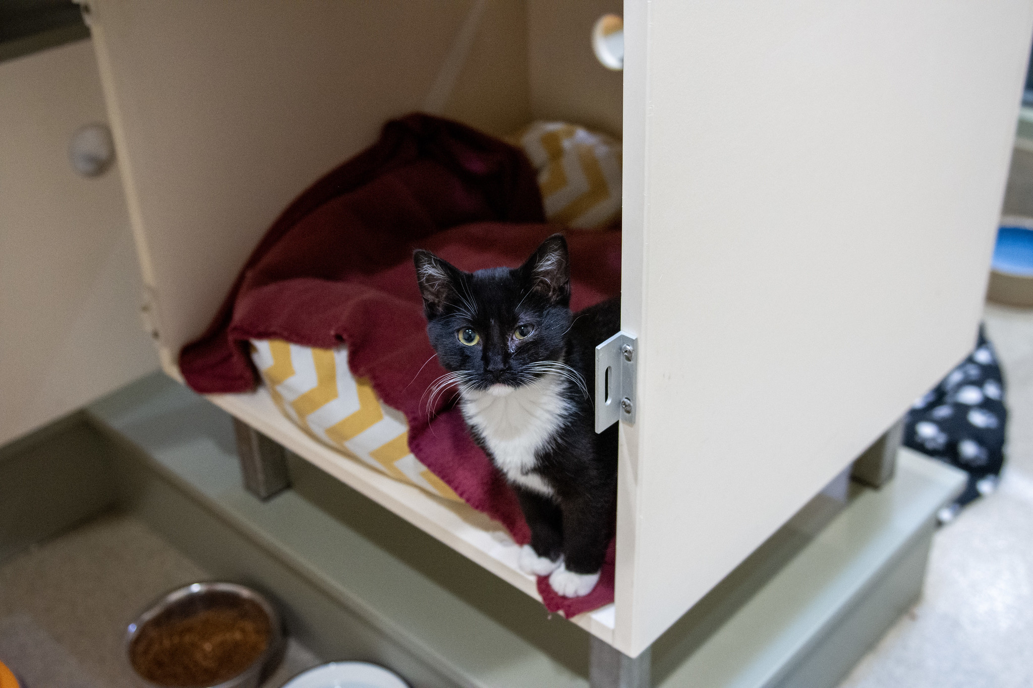 Update for the Kitten Fund – Tabby's Place